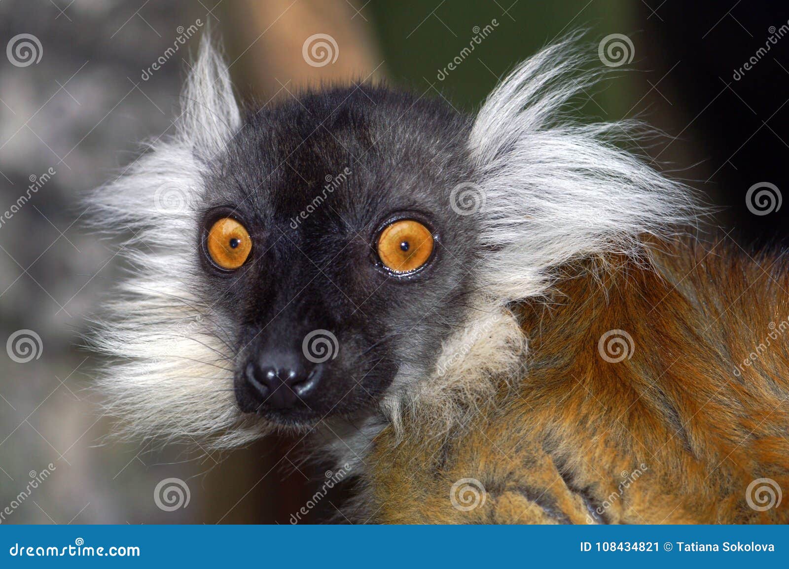 Portrait of a small monkey stock image. Image of large - 108434821