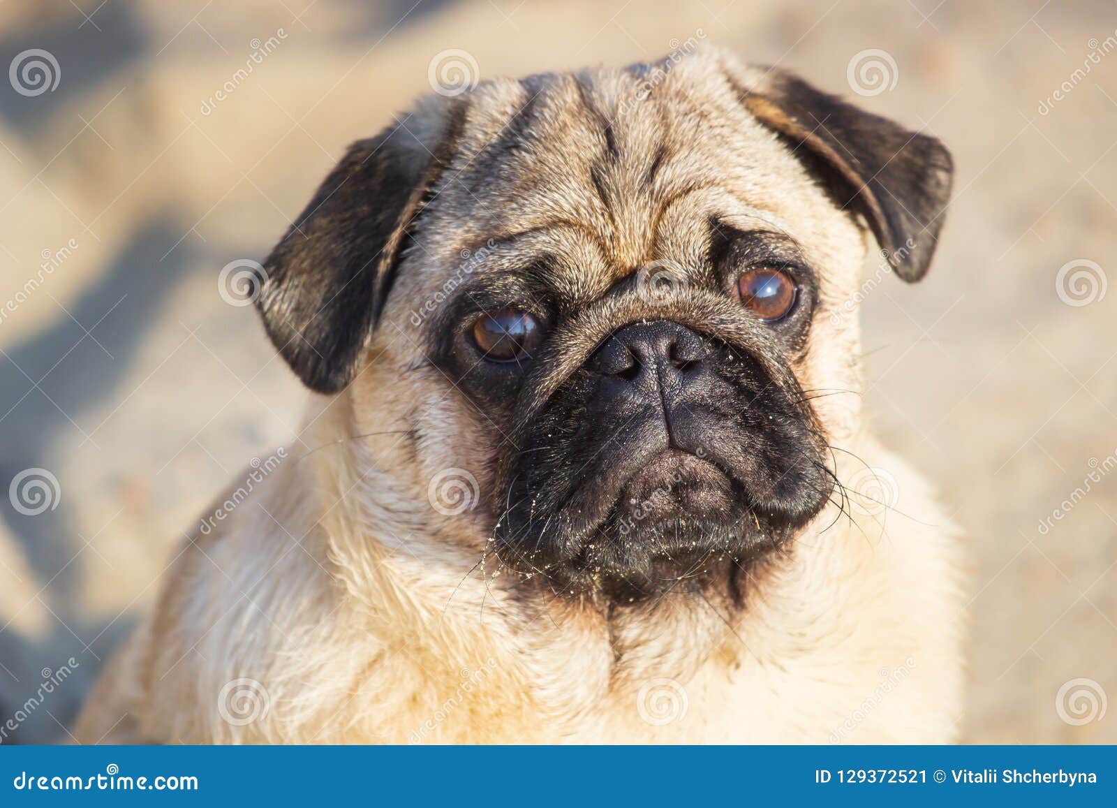 Portrait Small Pug Dog. Close Up Face Stock Image - Image of small ...