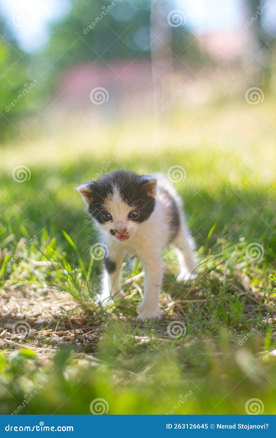 Portrait of small cat pet stock image. Image of small - 263126645