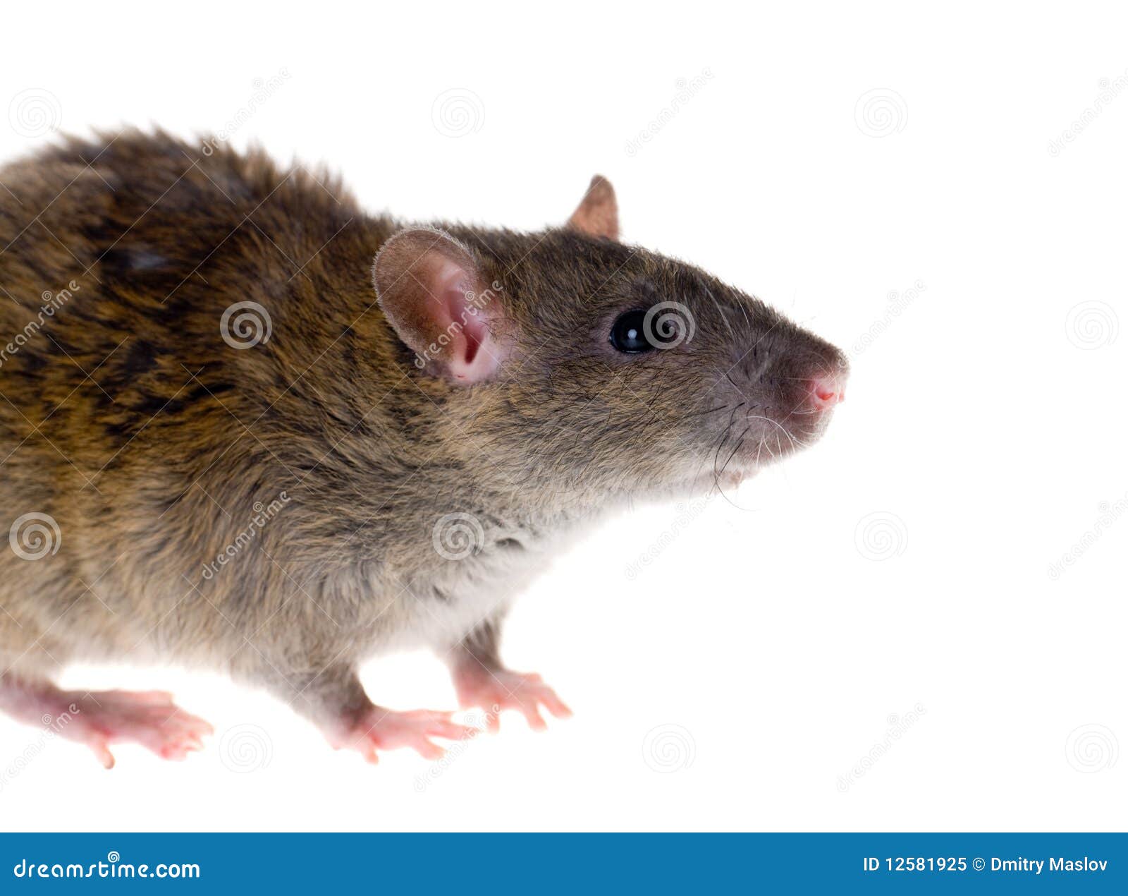 Portrait of a small rat stock image. Image of white, rodent - 12581925