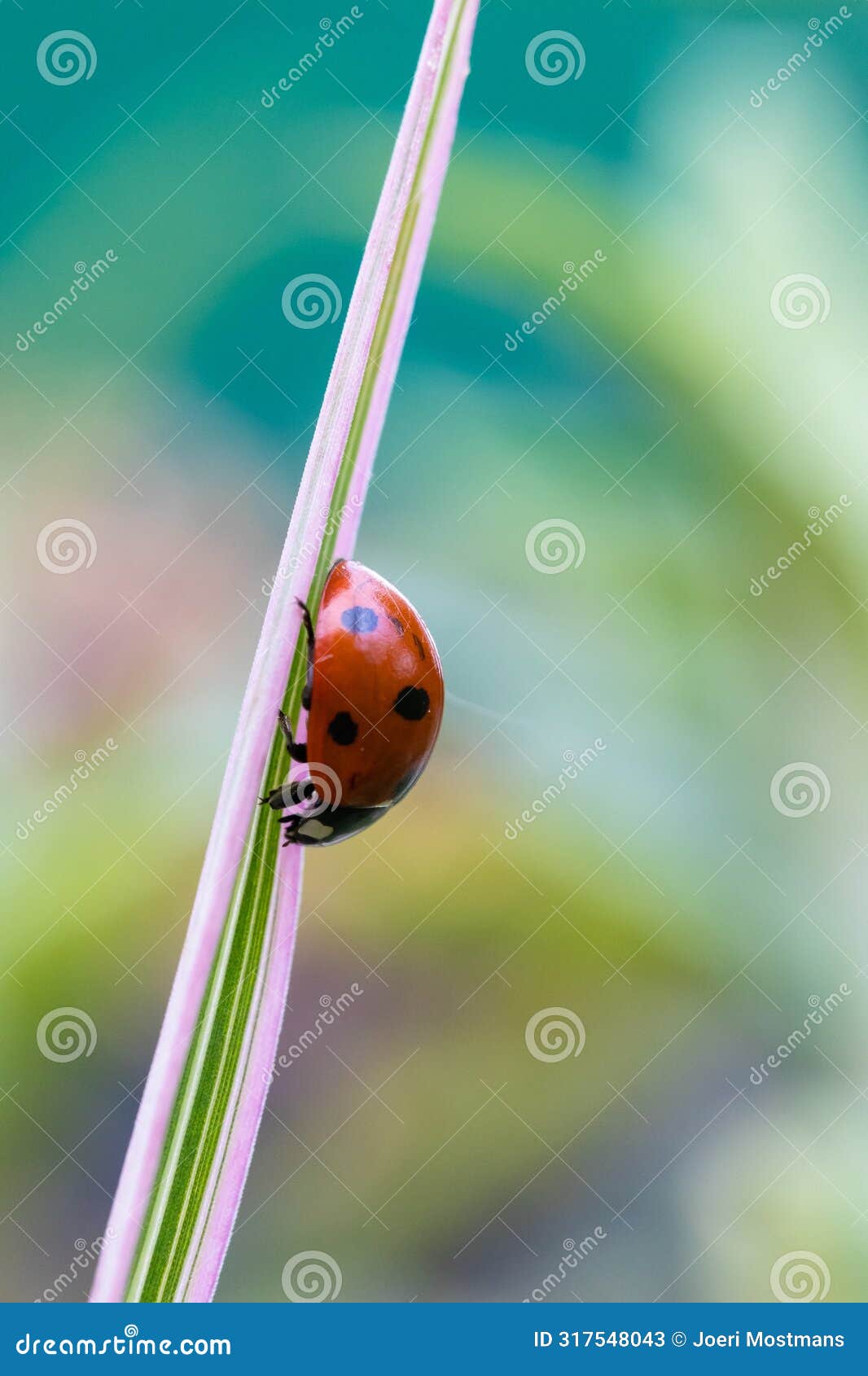 A Portrait of a Small Red and Black Ladybug with Black Spots or ...