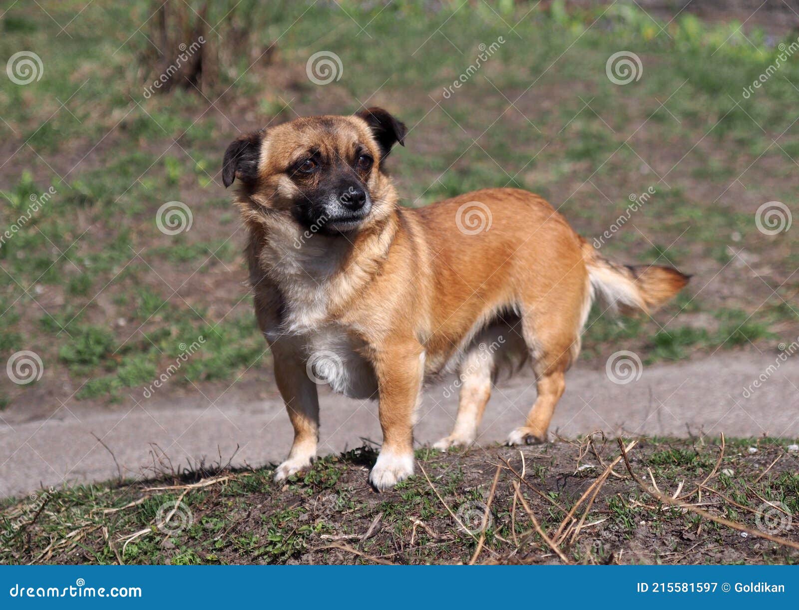 Portrait of a Small Red Dog Outdoors Stock Image - Image of spring ...