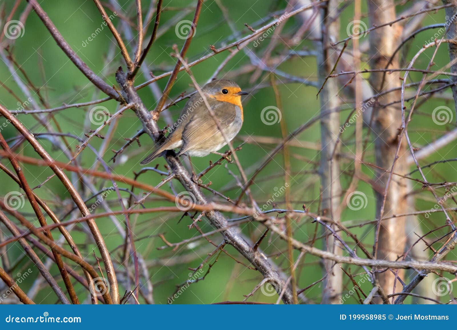 A Portrait of a Small Robin Bird in a Tree Sitting on a Branch in ...