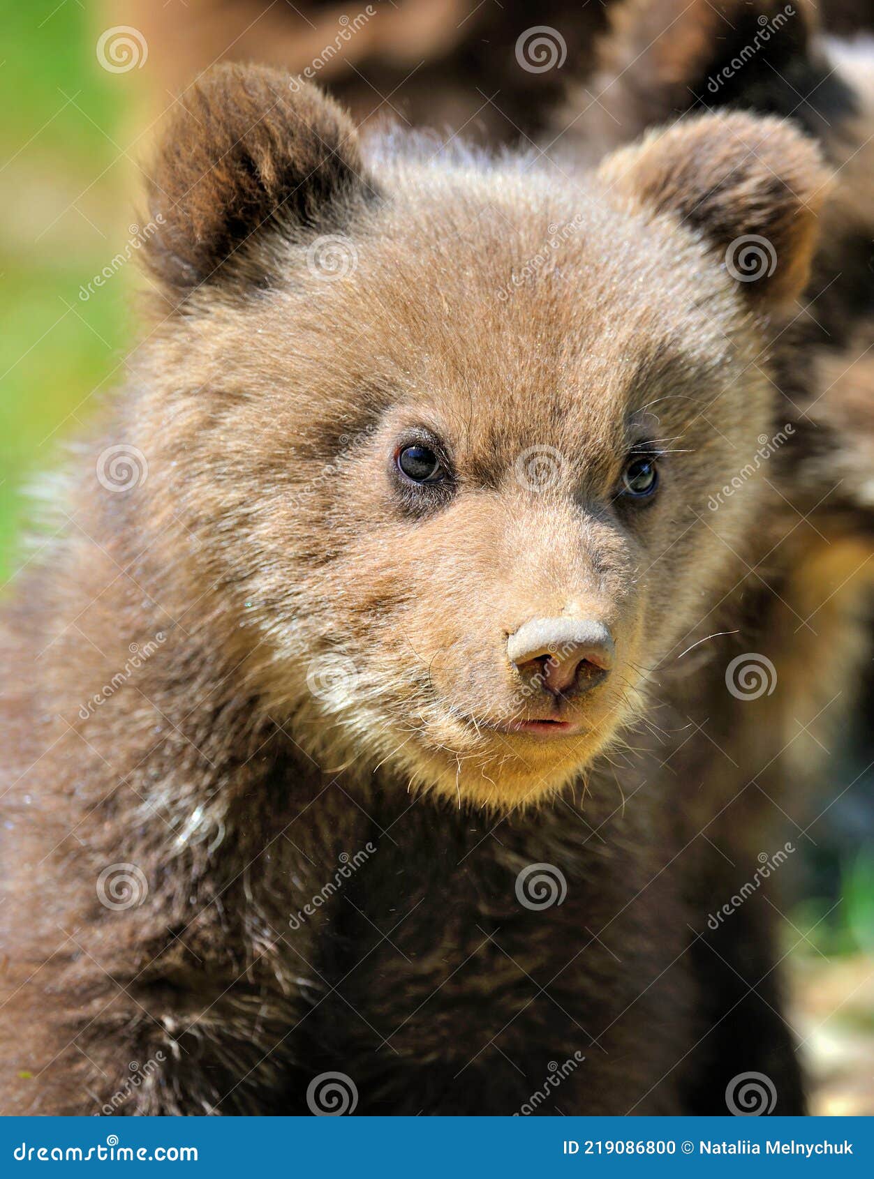 Small Teddy Bear Watch Cartoons In The Television - Scene With Old Toys ...