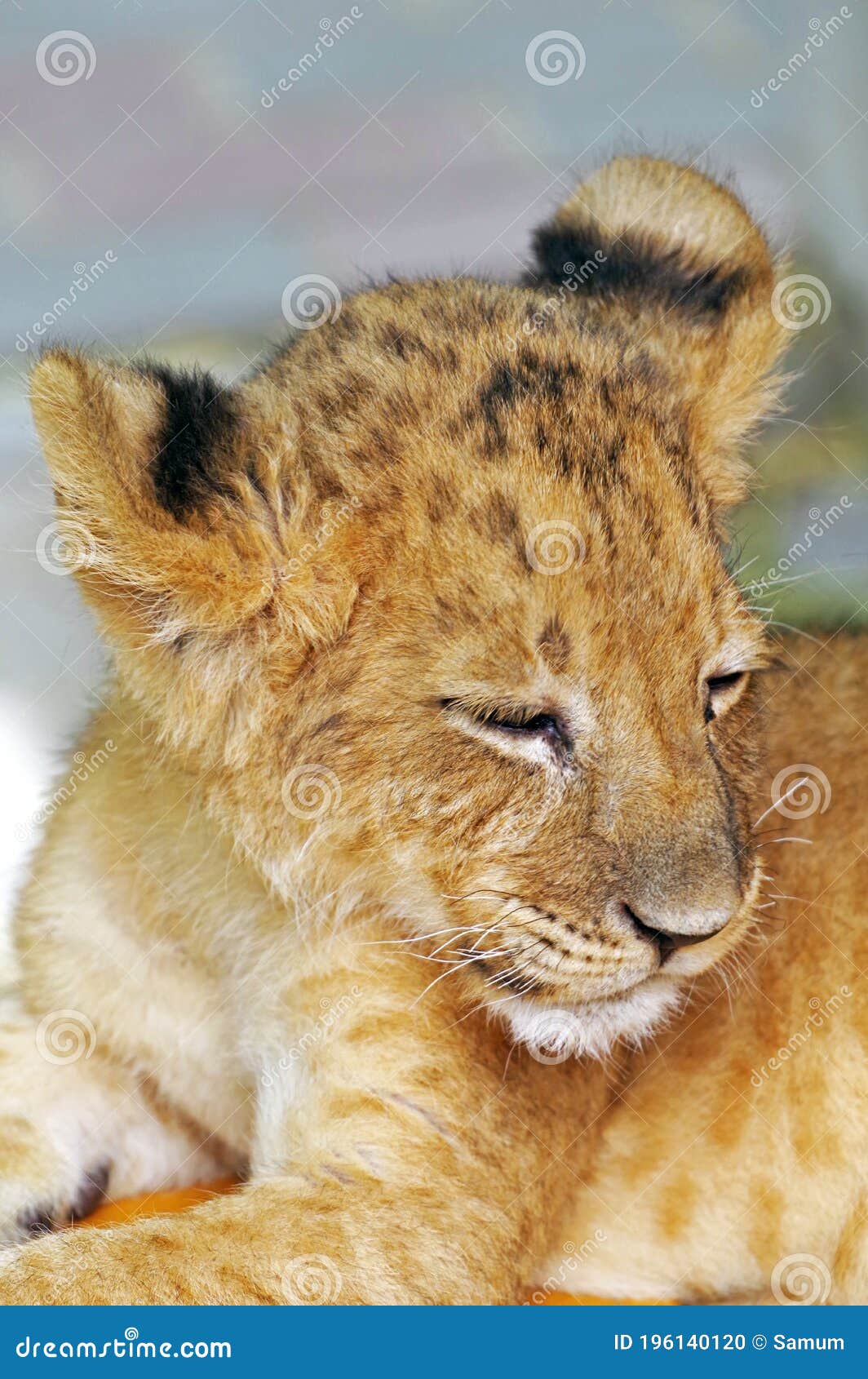 Portrait of a Small Tiger Cub Stock Photo - Image of relax, mammal ...