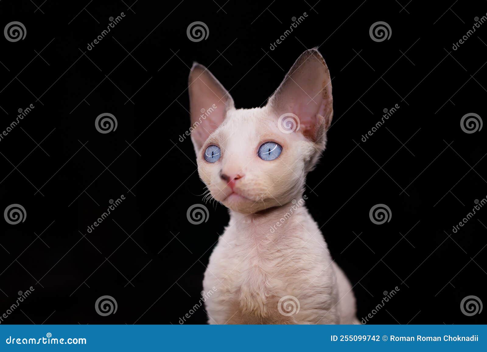 Portrait of a Small White Kitten of the Devon Rex Breed on a Black ...