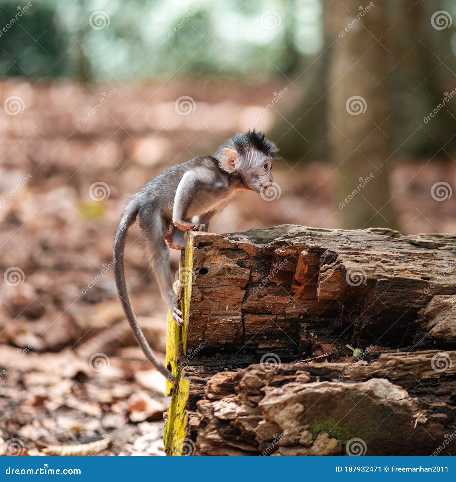 Portrait of Small Young Macaque Monkey Climbs Up a Fallen Tree Trunk ...