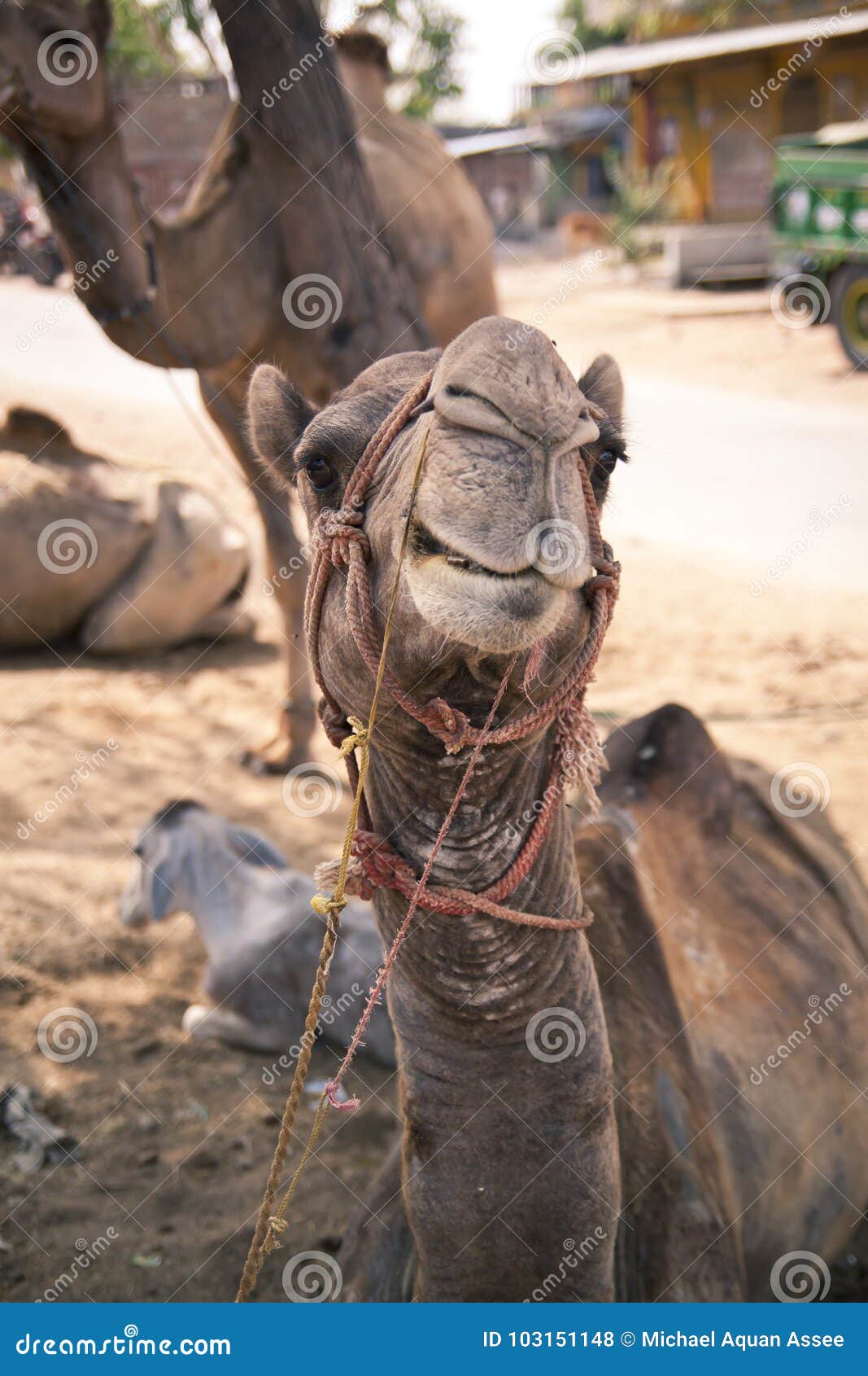 Portrait of a Smiling Camel Stock Photo - Image of traditional, cute ...