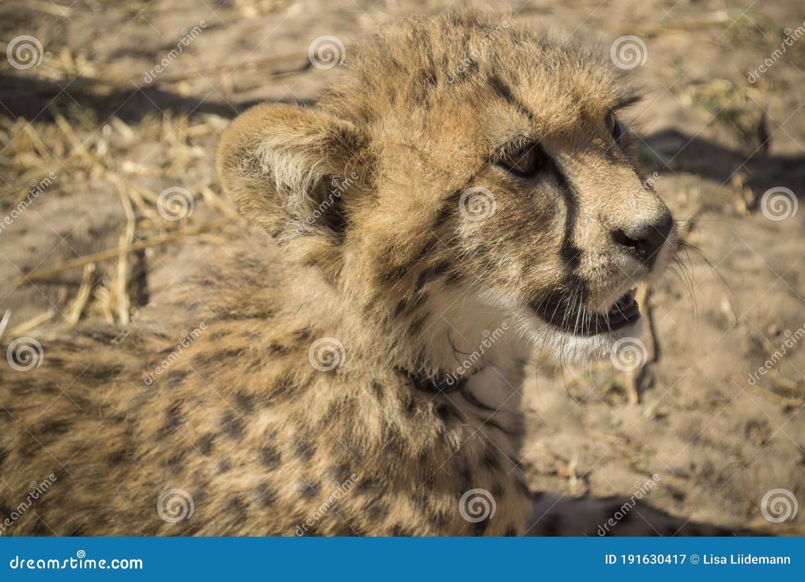 Portrait of a Smiling Cheetah Stock Image - Image of hunter, nature ...