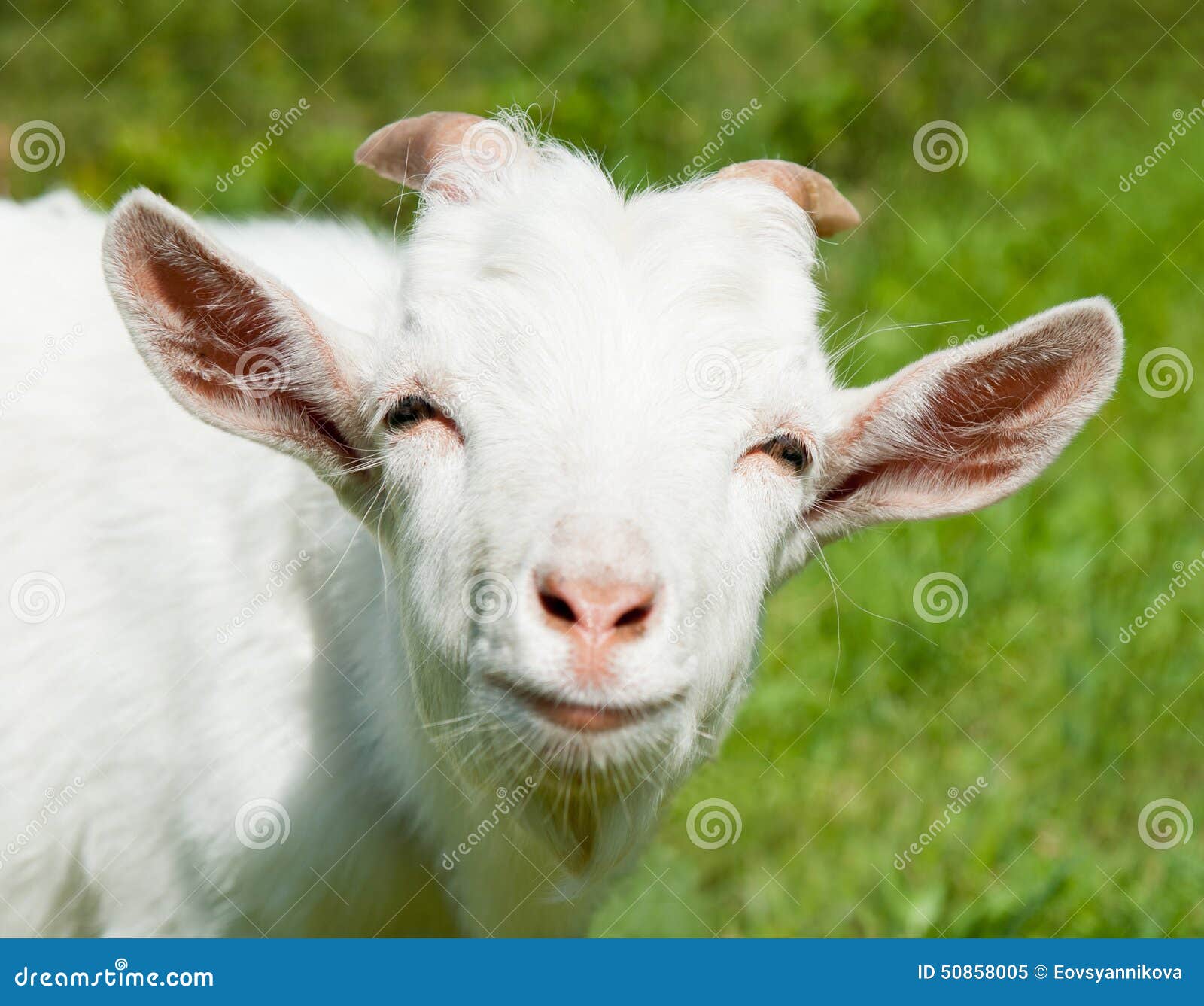 Portrait of a smiling goat stock image. Image of nature - 50858005