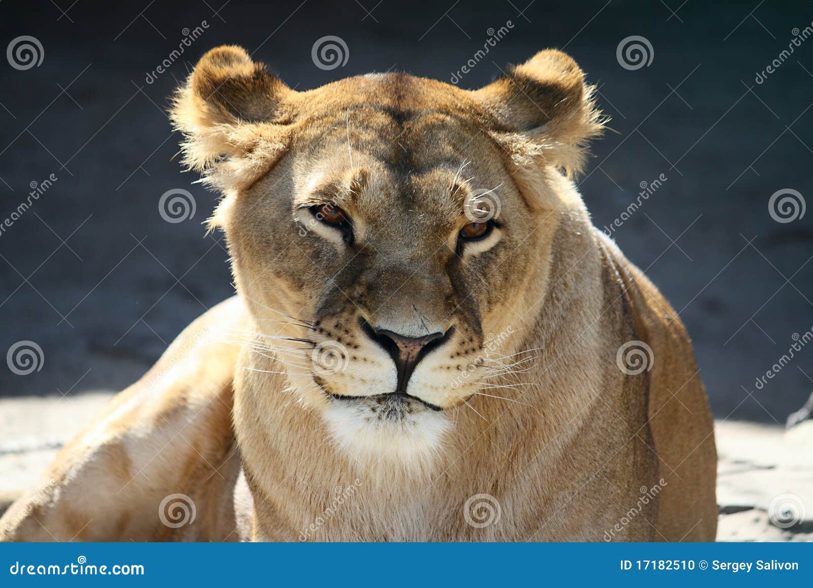 Portrait of Smiling Lioness Stock Photo - Image of danger, mammal: 17182510