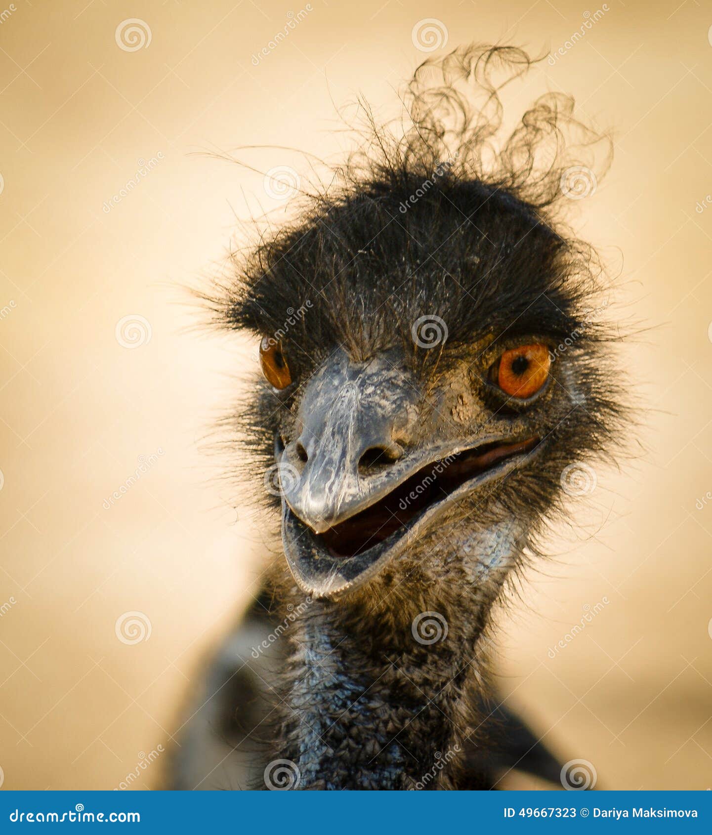 Portrait of a Smiling Ostrich Stock Image - Image of beauty, tufted ...