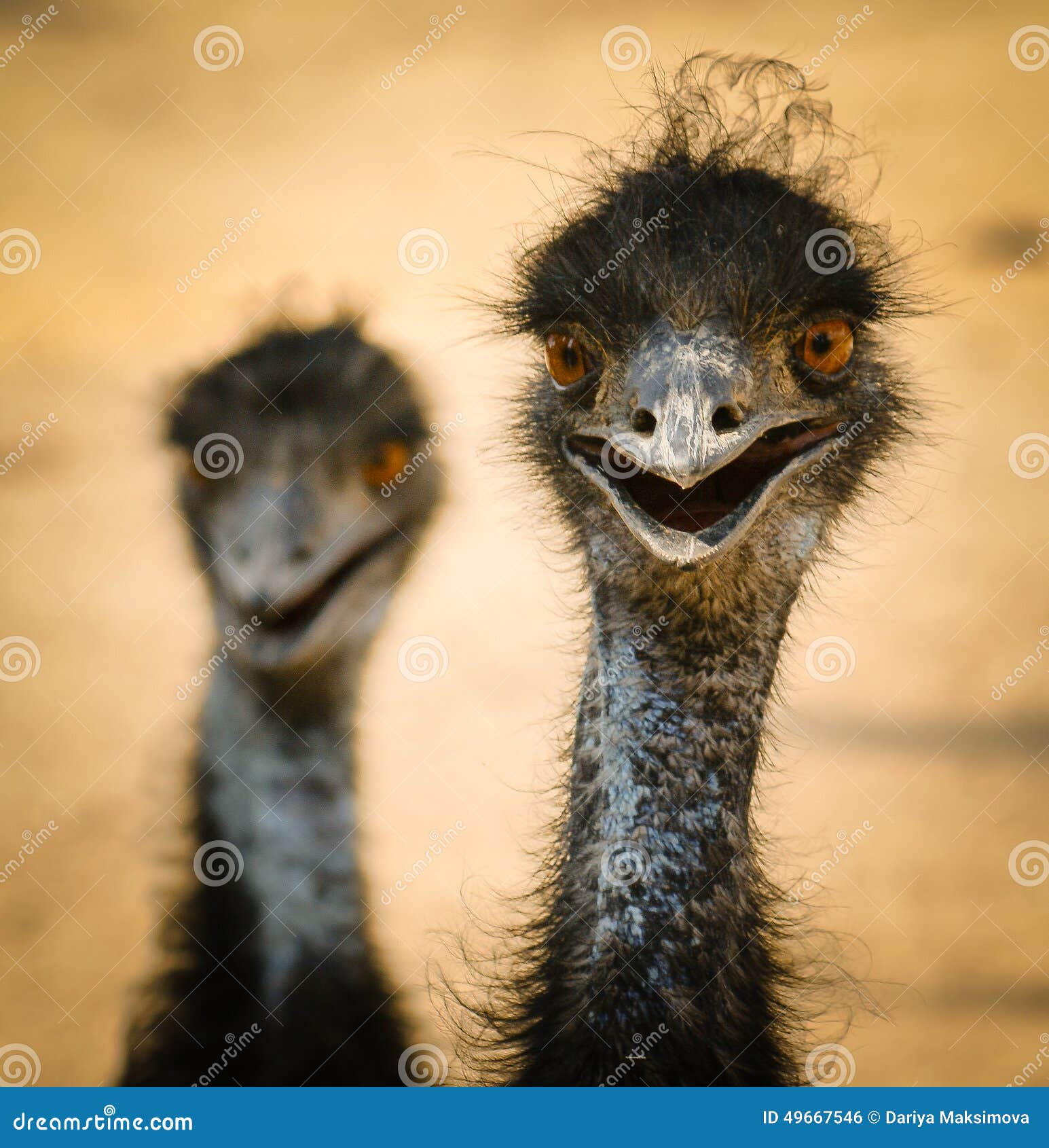 Portrait of a Smiling Ostrich Stock Photo - Image of iberian, peninsula ...