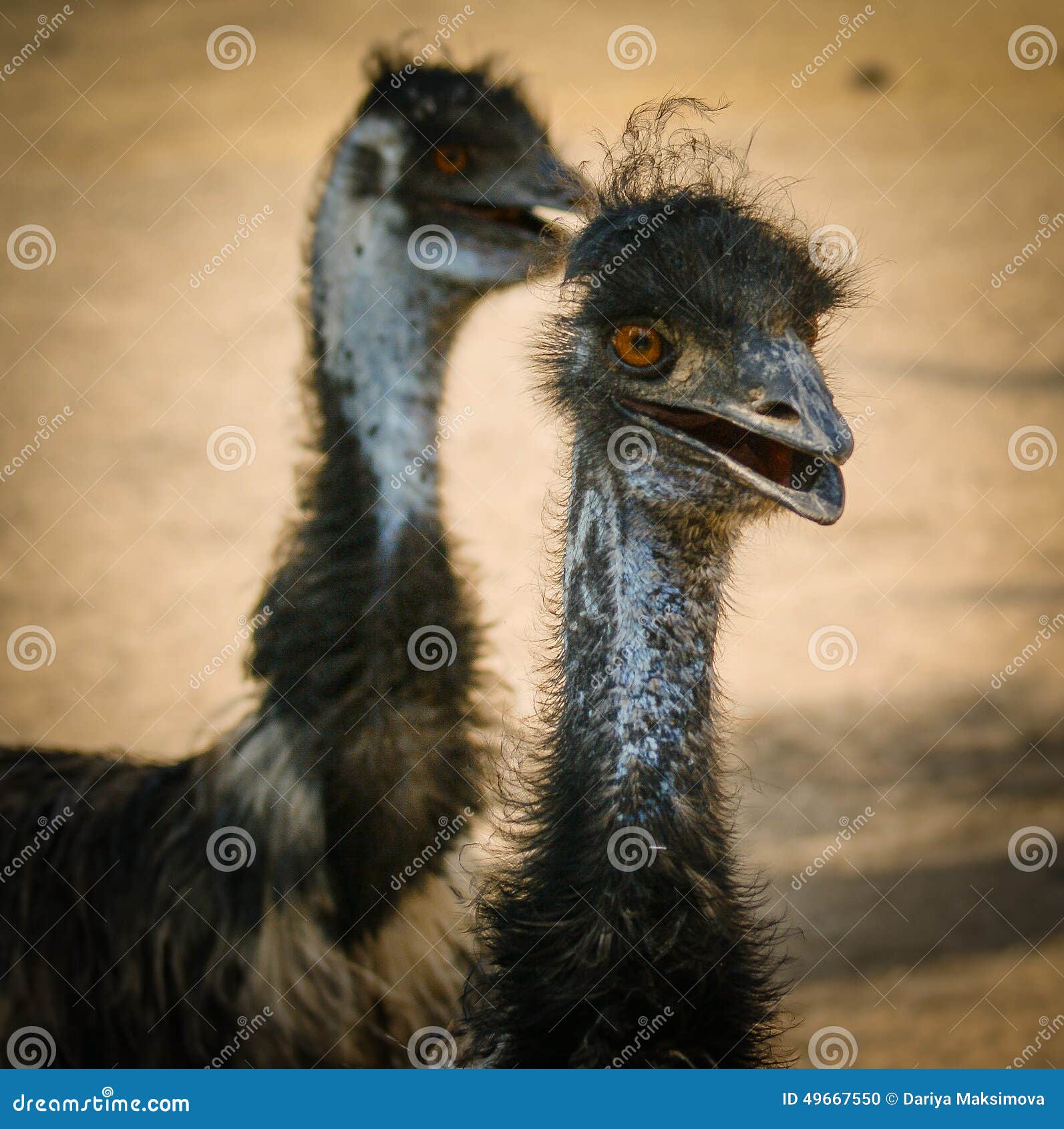 Portrait of a Smiling Ostrich Stock Photo - Image of natural, amber ...