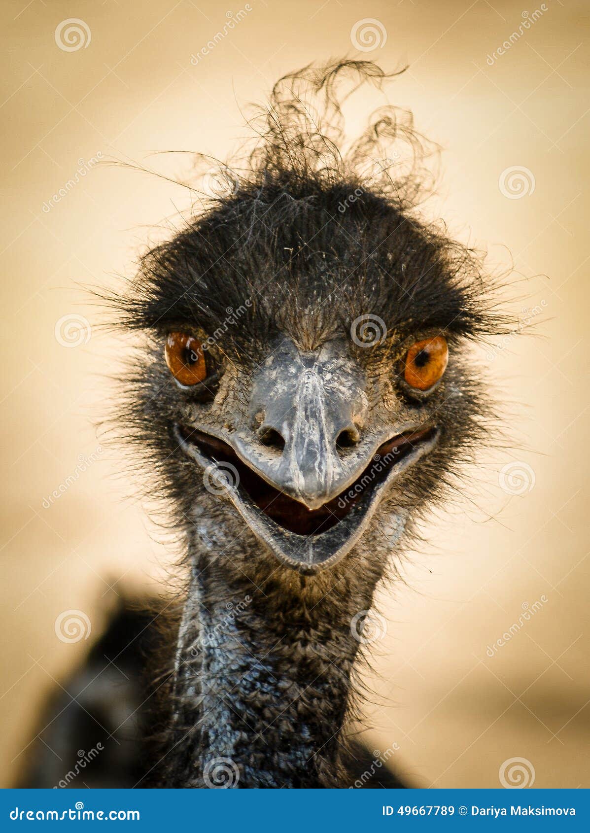 Portrait Of A Smiling Ostrich Stock Photo - Image: 49667789