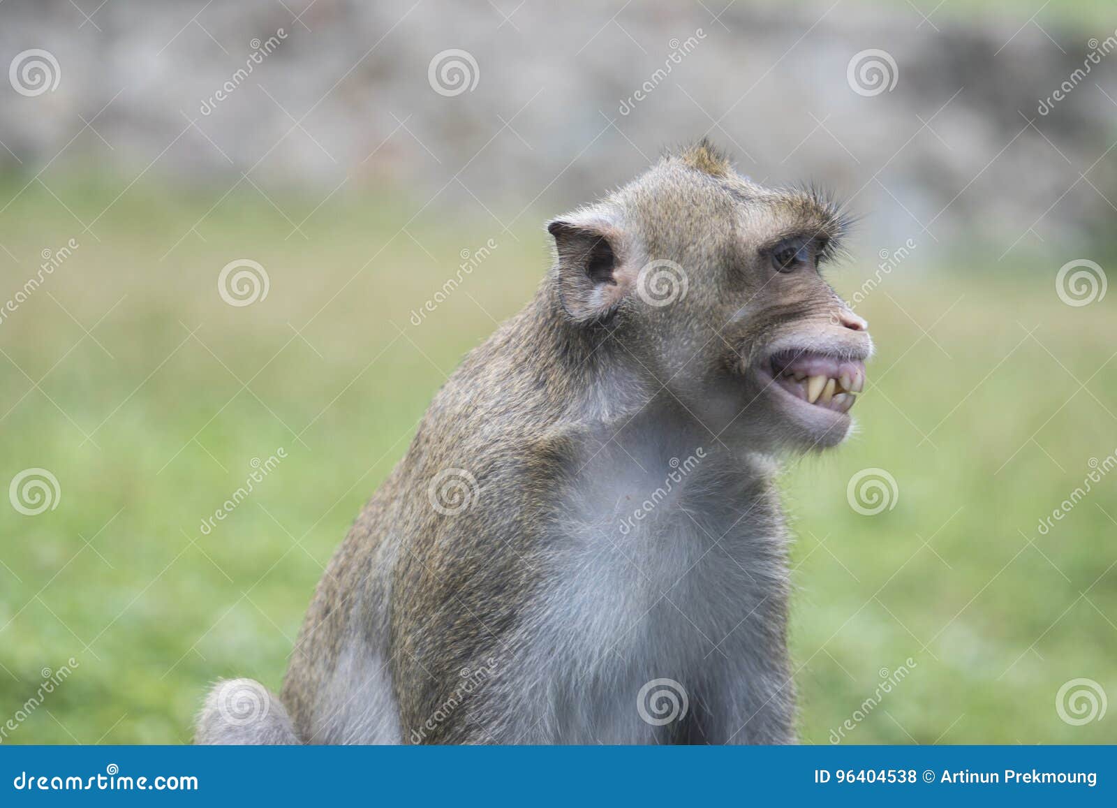 Portrait of Smiling with Yellow Teeth Monkey Stock Photo - Image of ...