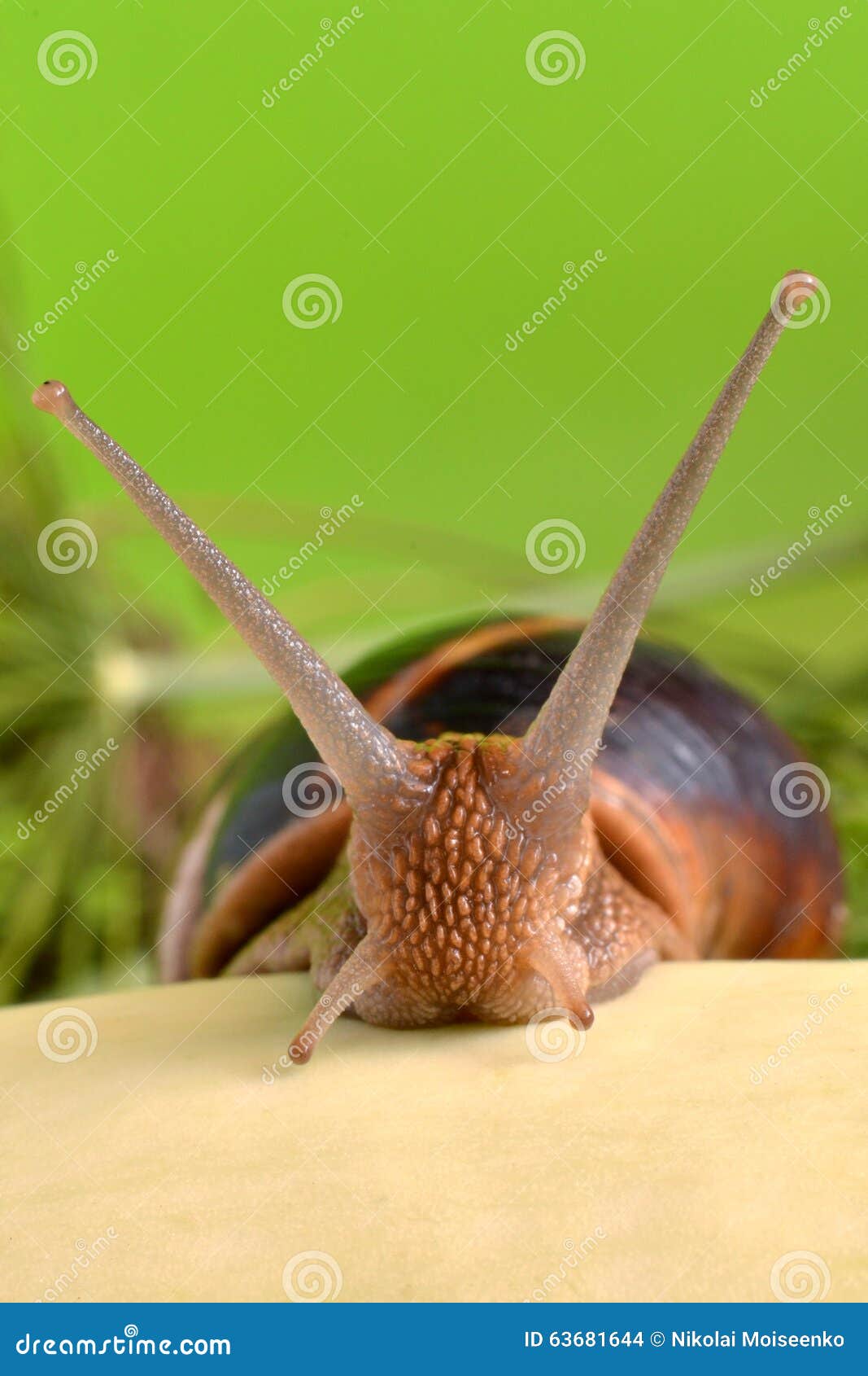 Portrait Of Snail Royalty-Free Stock Photography | CartoonDealer.com ...