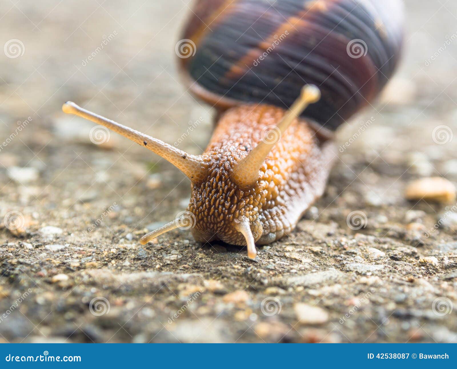 Portrait of a snail stock image. Image of cute, mysterious - 42538087