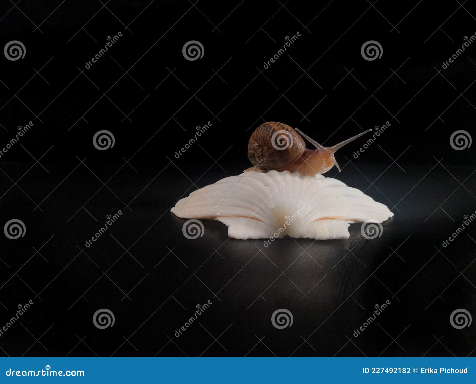 Portrait Of Snail Royalty-Free Stock Photography | CartoonDealer.com ...