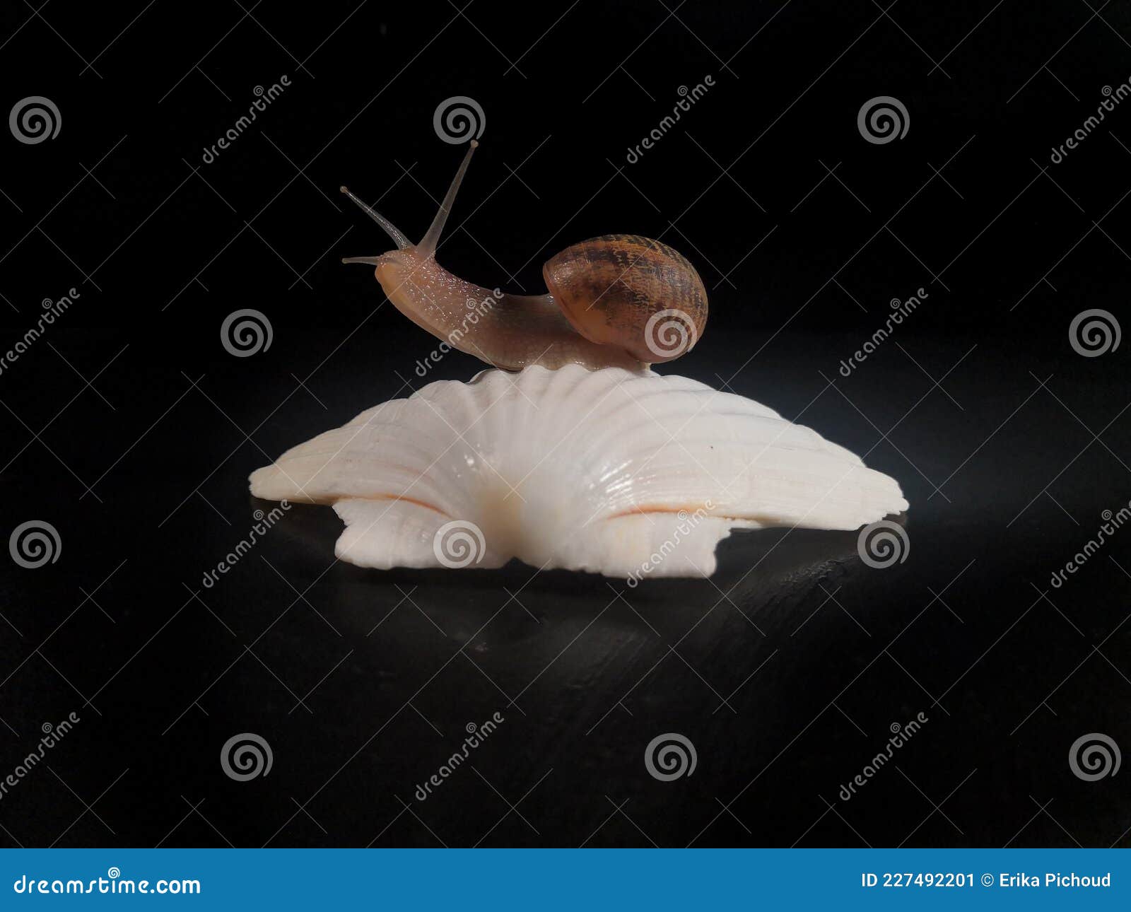 Portrait Of Snail Royalty-Free Stock Photography | CartoonDealer.com ...