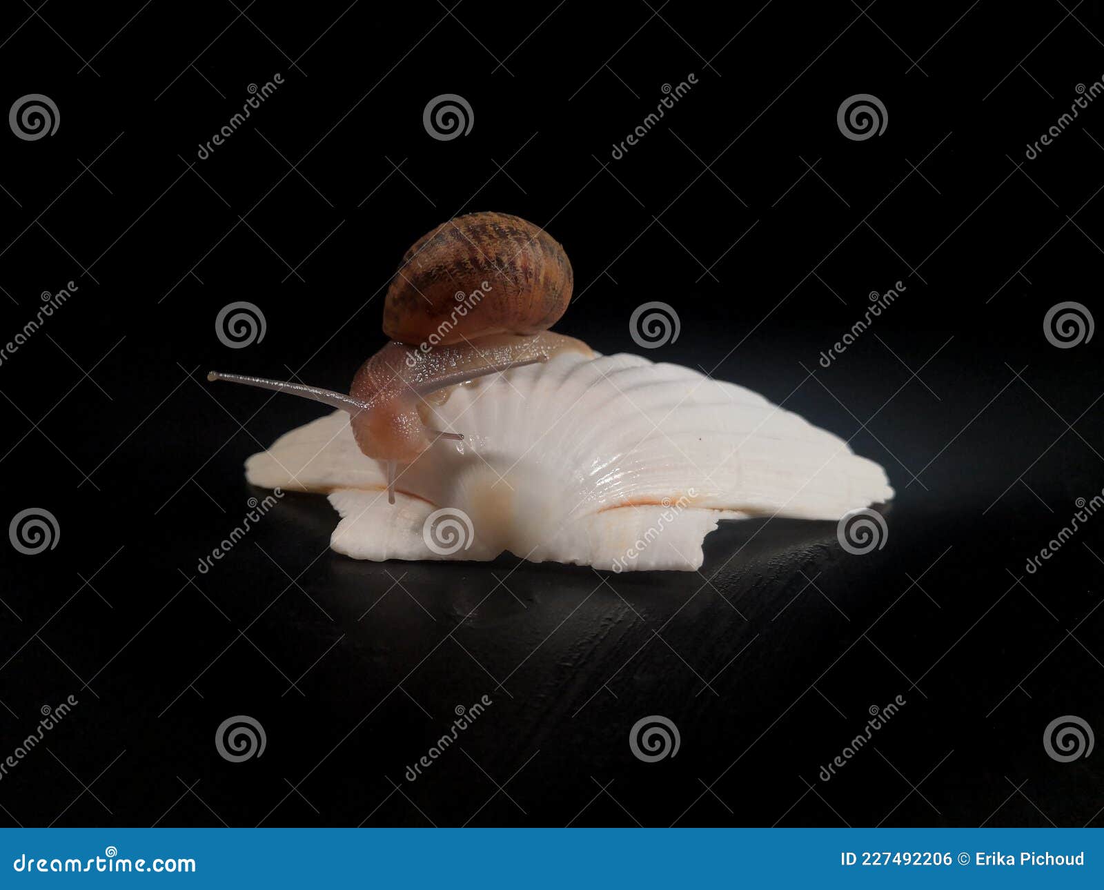 Portrait of a Snail, Installed on a Scallop Shell, Black Background ...