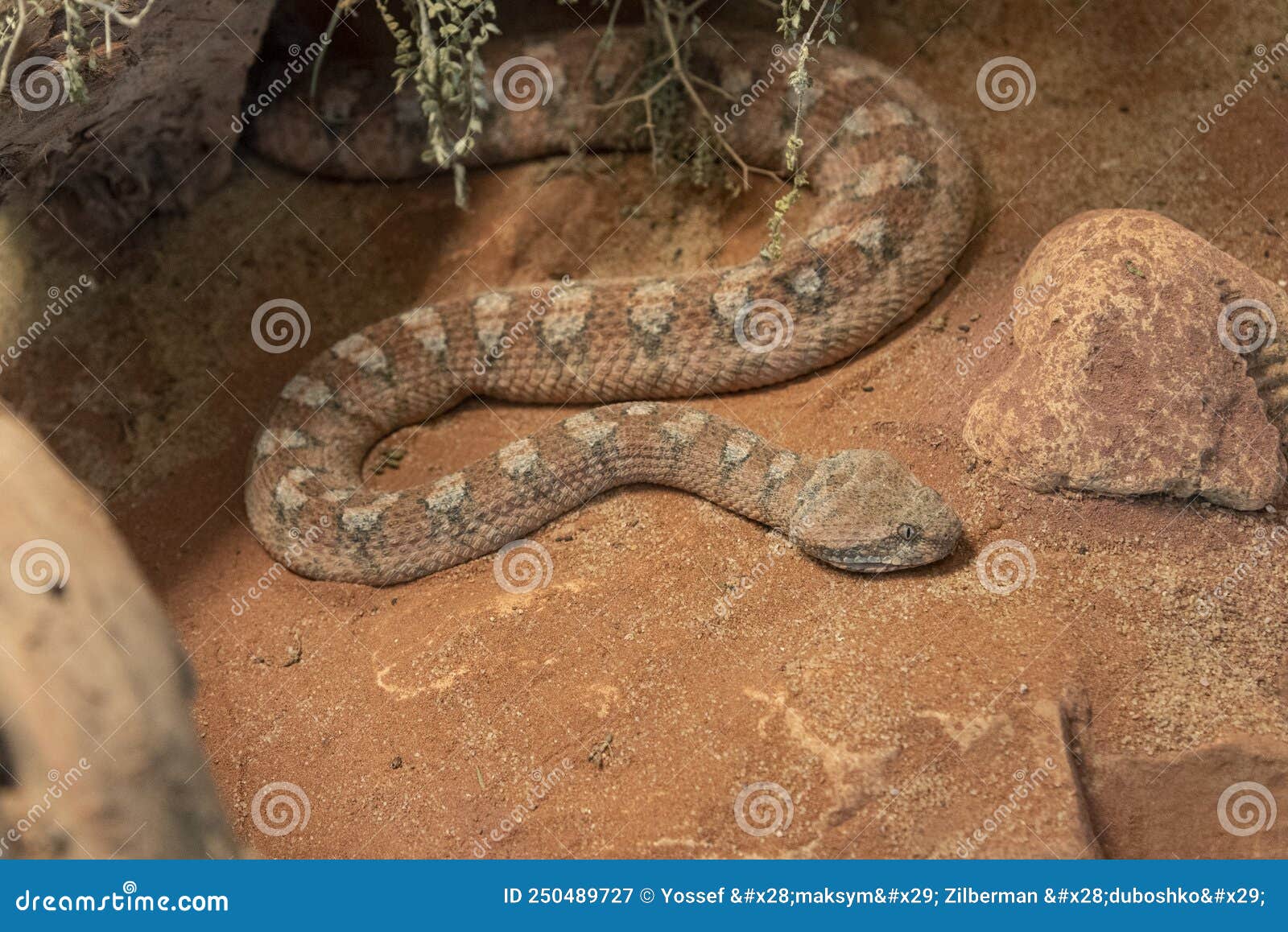 Palestinian Viper Stock Photos - Free & Royalty-Free Stock Photos from ...