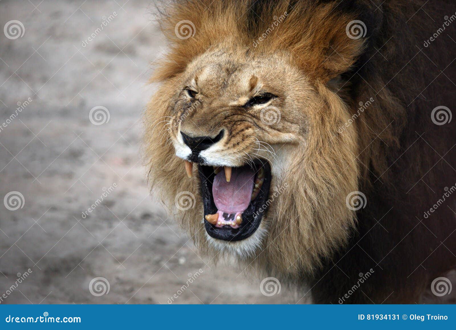 Lion Snarl