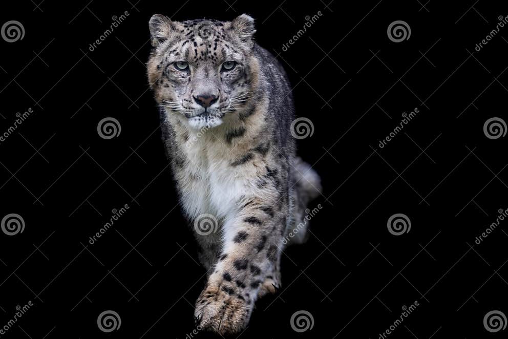 Portrait of a Snow Leopard with a Black Background Stock Image - Image ...