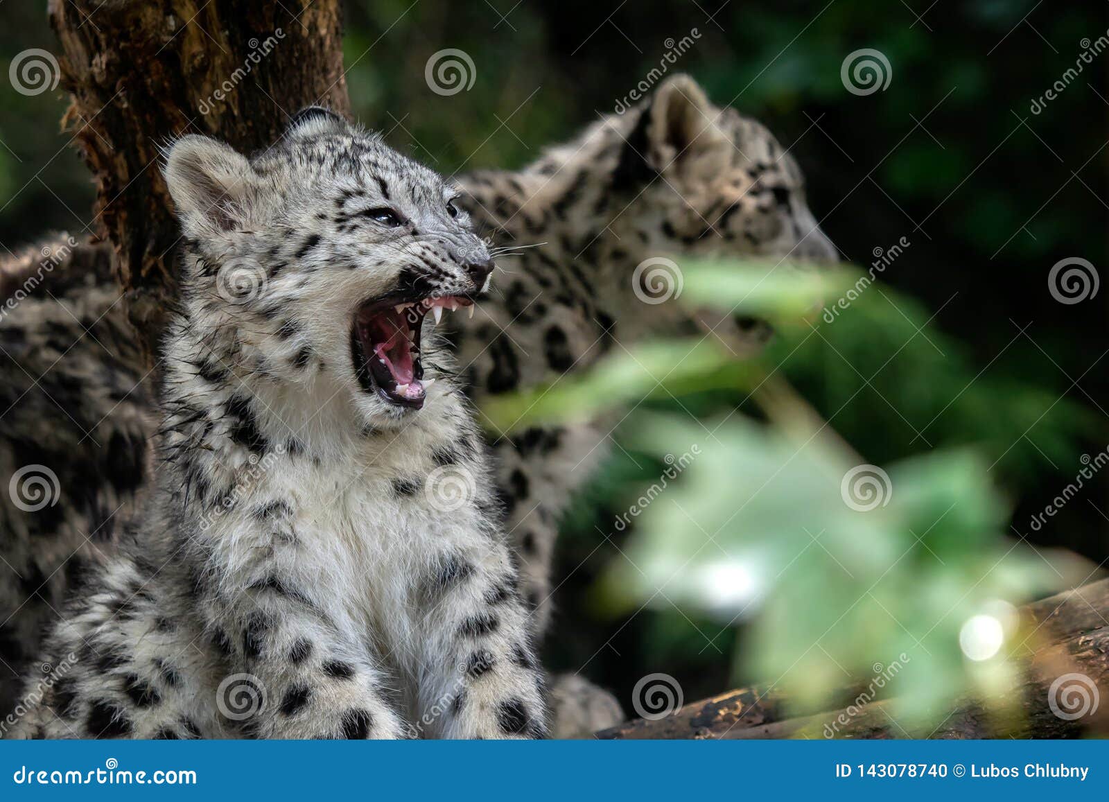 Portrait of Snow Leopard Cub, Panthera Uncia Stock Photo - Image of ...