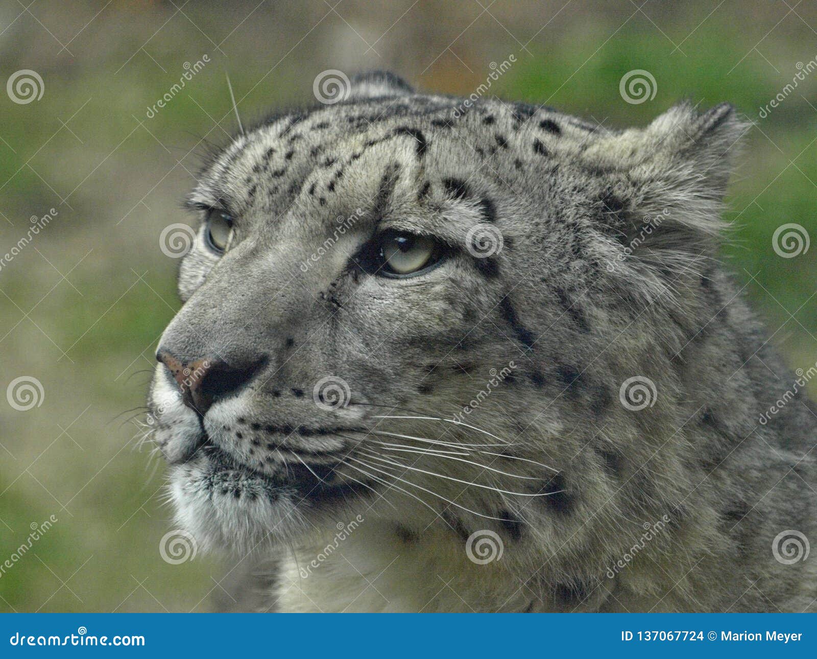 Macro of the Head of a Snow Leopard Stock Photo - Image of animal ...
