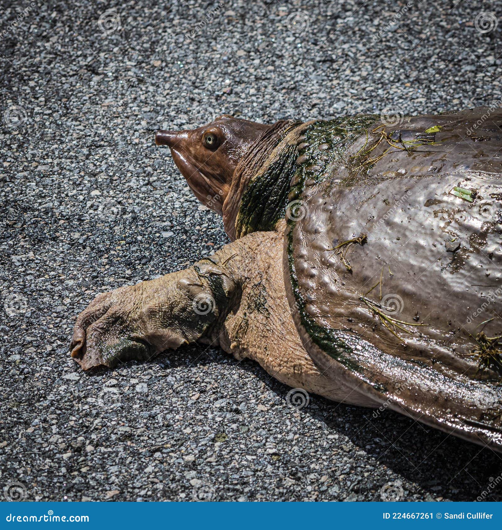 Portrait of a Soft Shell Turtle in the Road Stock Image - Image of ...