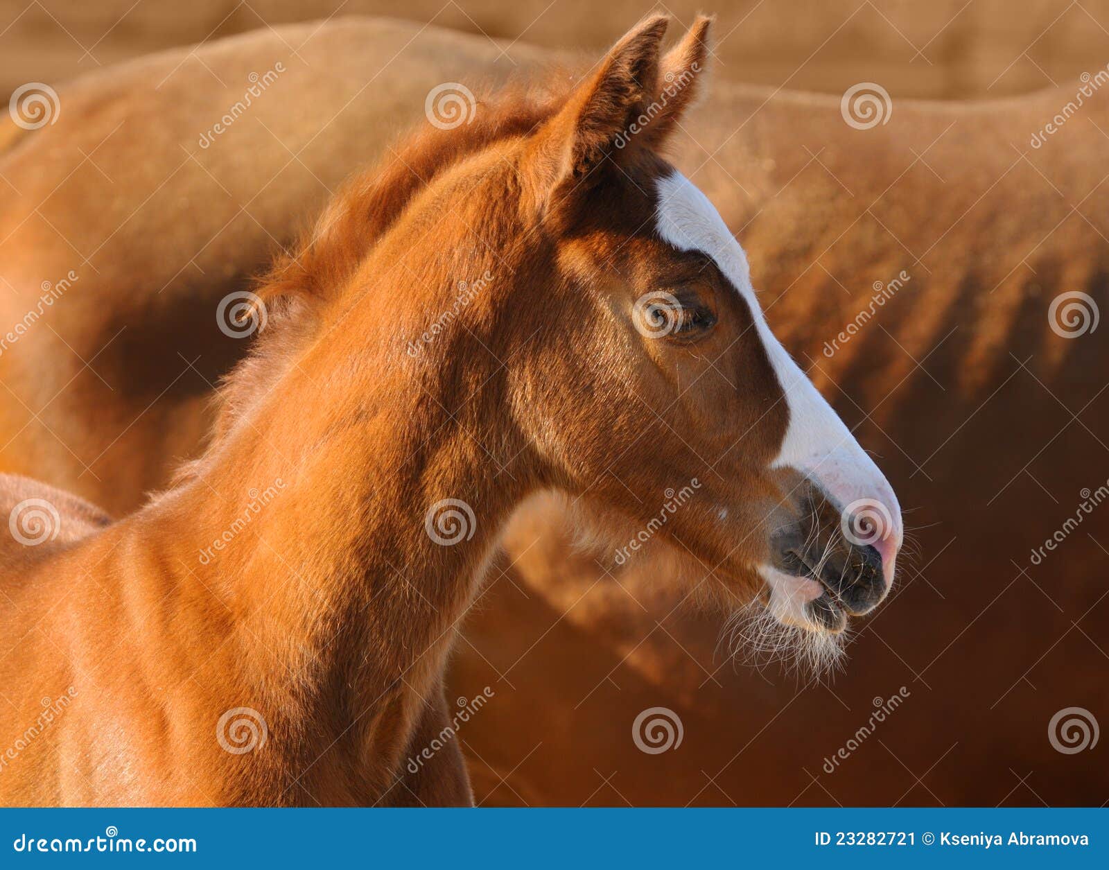Portrait of sorrel foal stock image. Image of foal, farm - 23282721