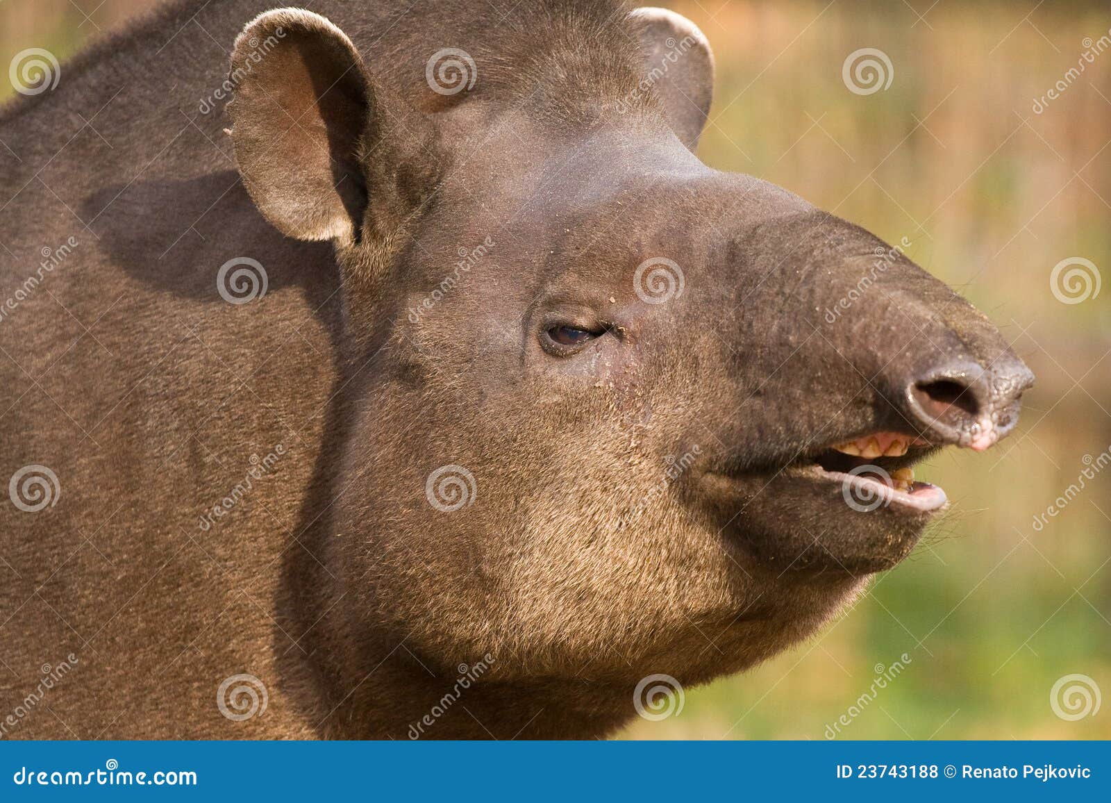 Portrait of South American Tapir Stock Photo - Image of trunk ...