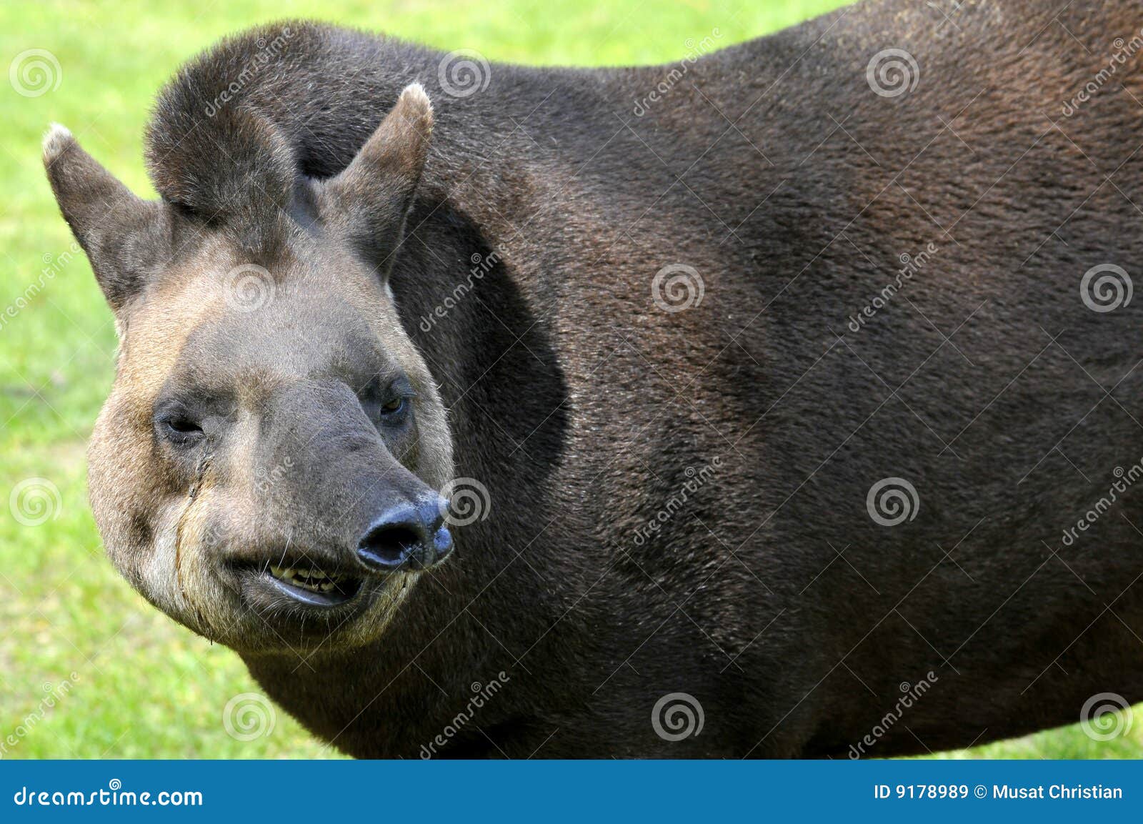 Portrait of South American Tapir Stock Image - Image of terrestris ...