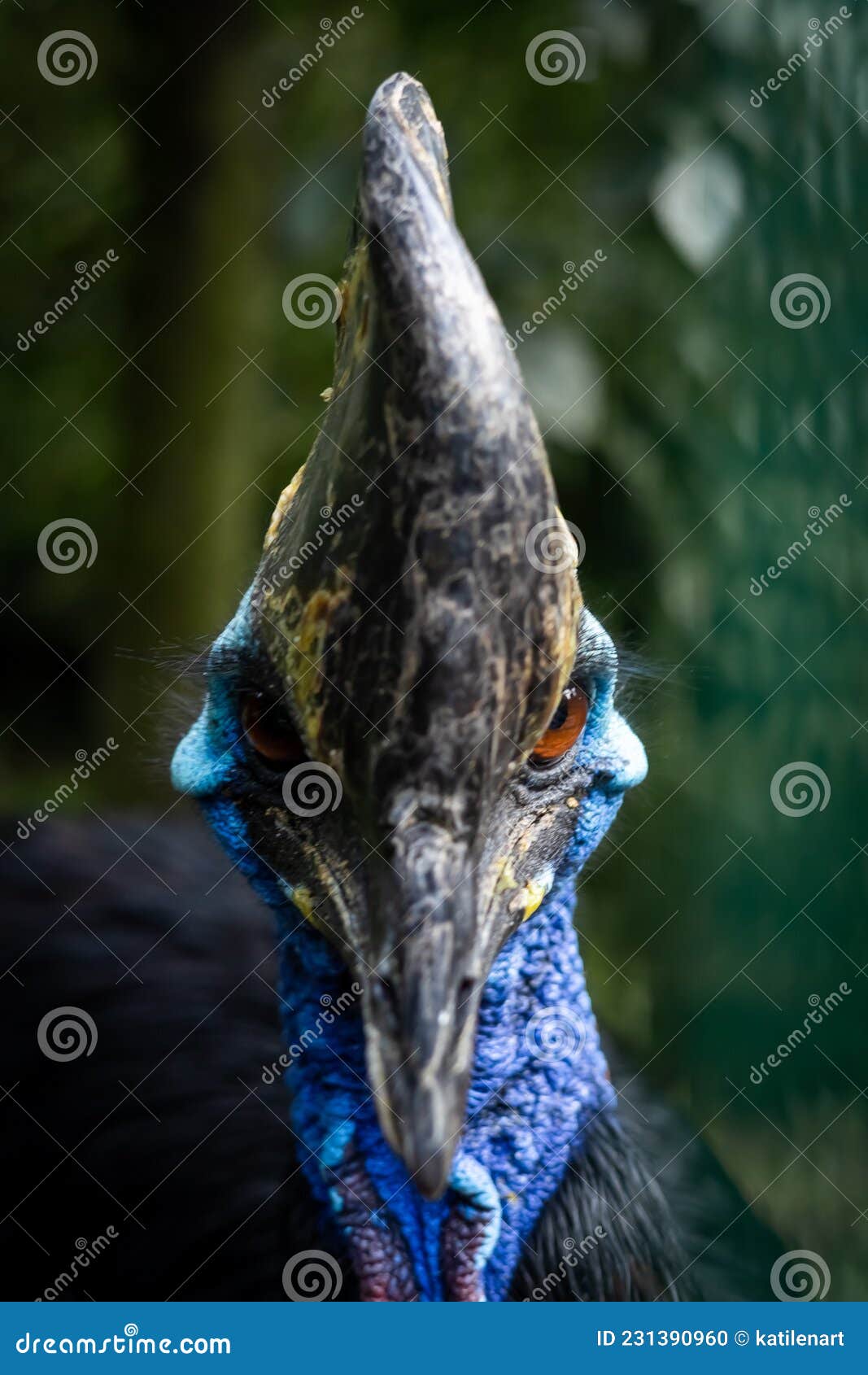 Portrait of a Southern Cassowary. Stock Photo - Image of beak, garden ...