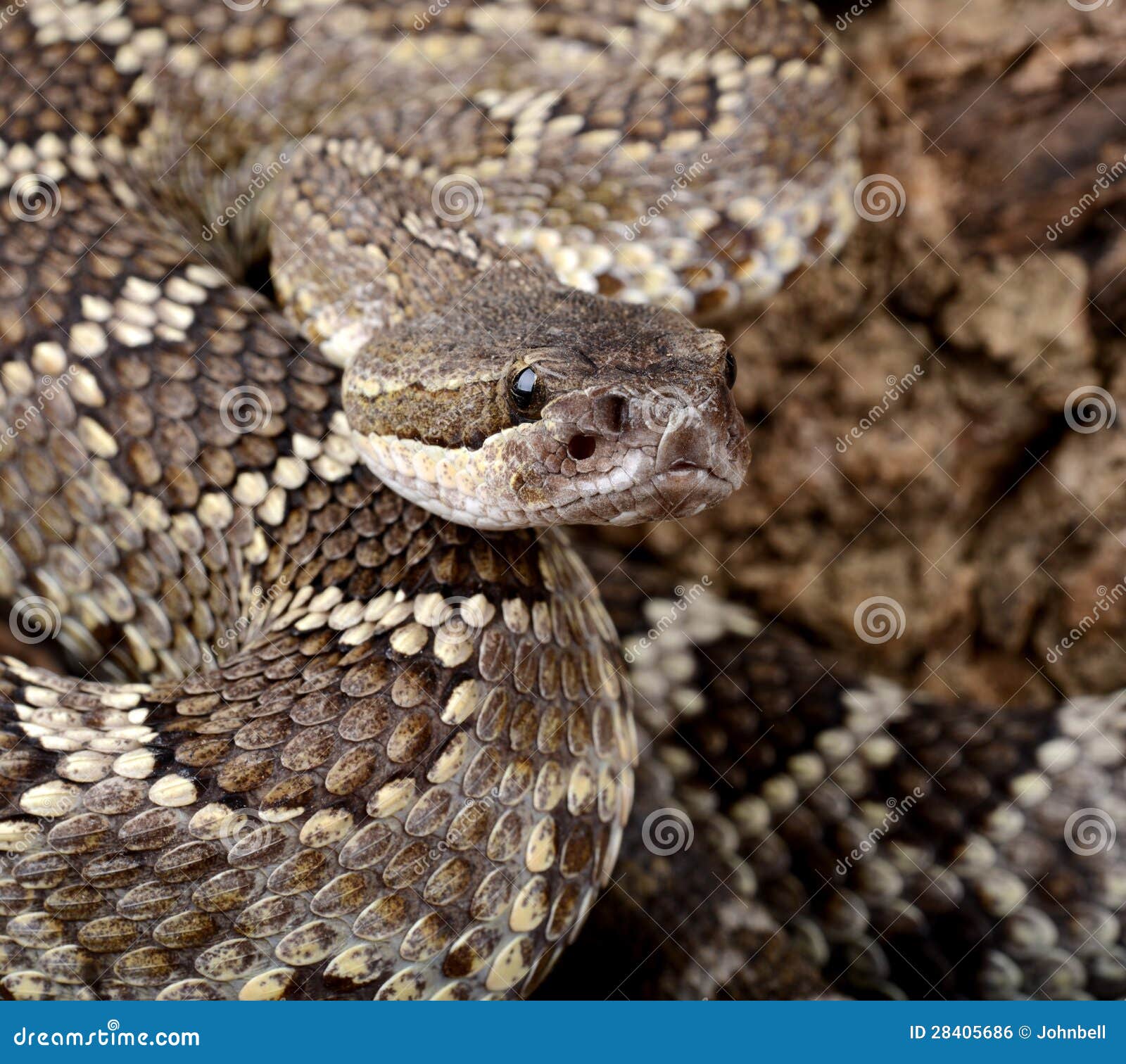Portrait of a Southern Pacific Rattlesnake. Stock Photo - Image of ...