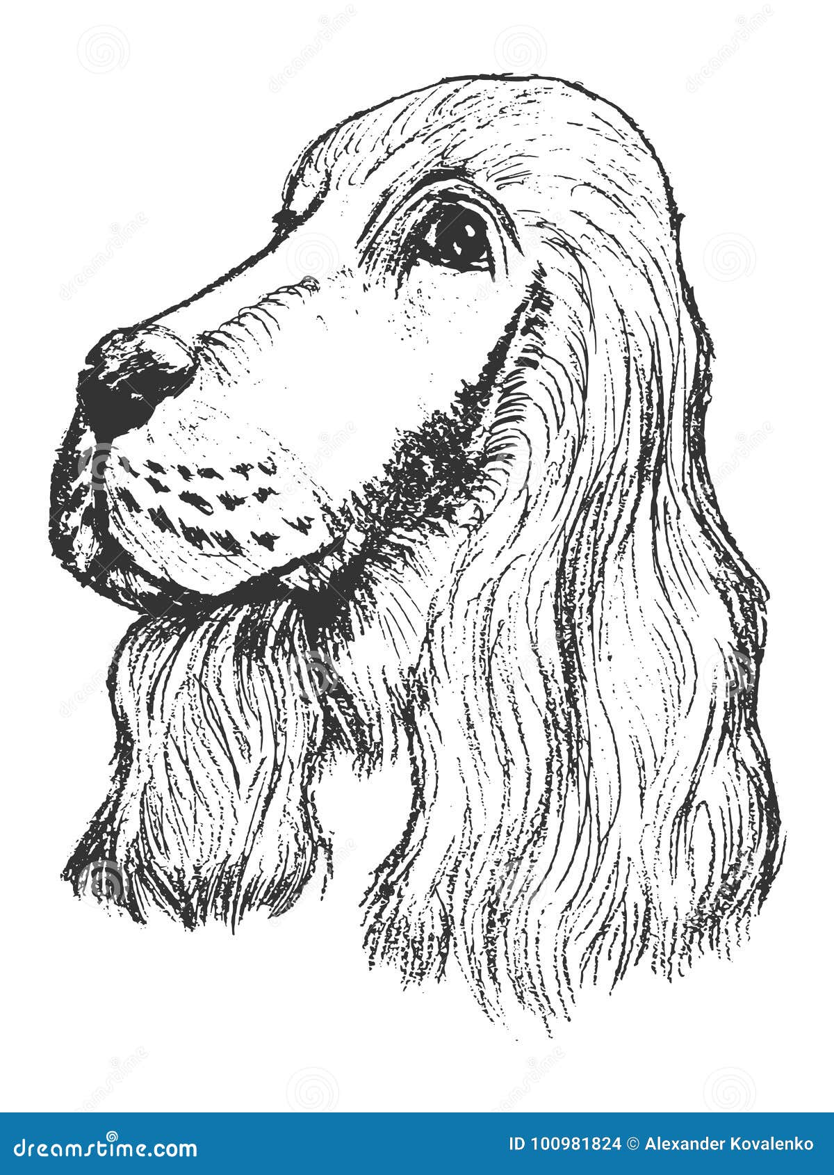 Portrait of spaniel stock illustration. Illustration of drawing - 100981824