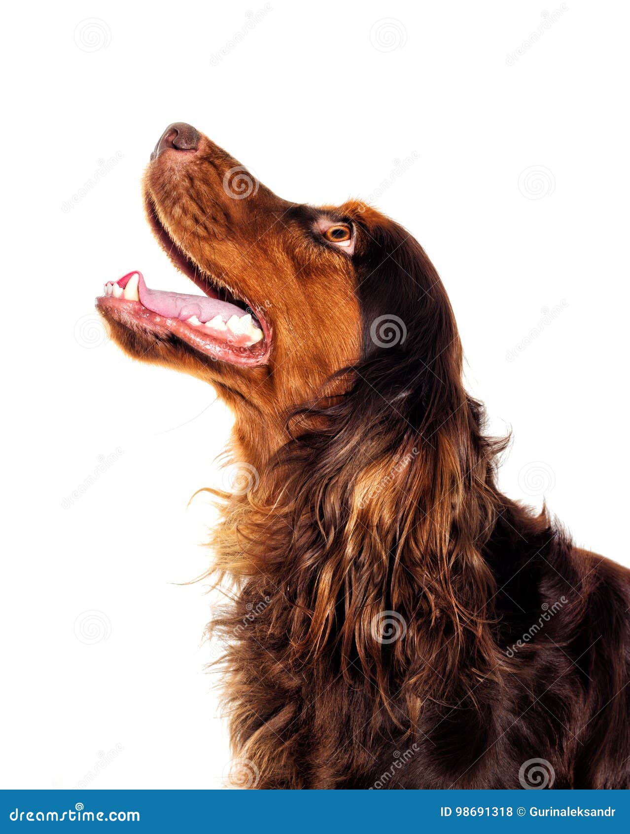 Portrait Spaniel on White Background Stock Photo - Image of breed, look ...