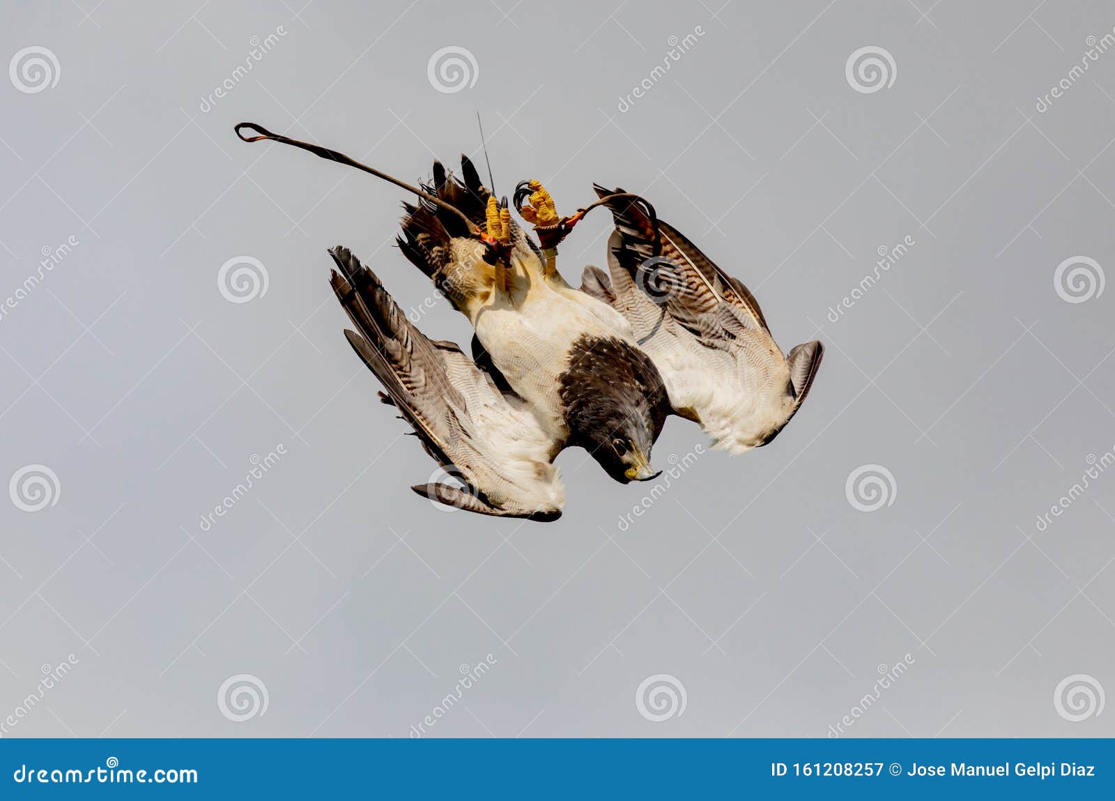 Portrait of a Spanish Hawk in the Nature Stock Image - Image of ...