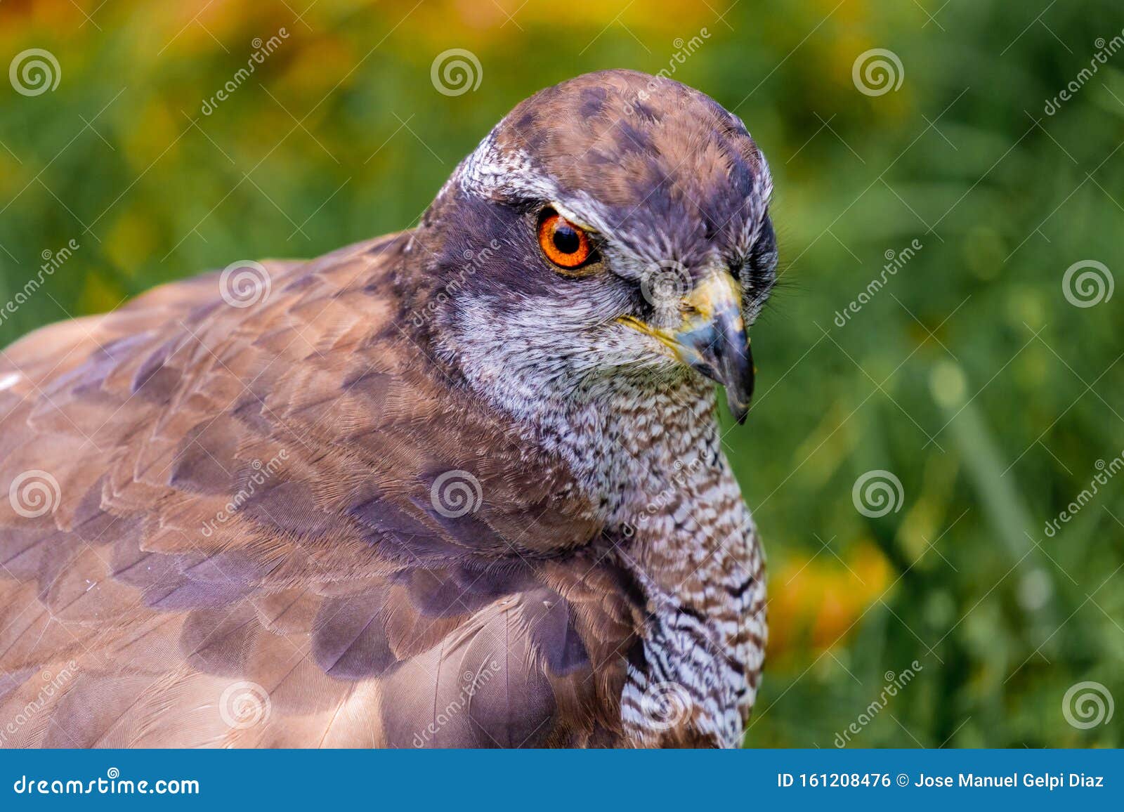 Portrait of a Spanish Hawk in the Nature Stock Photo - Image of looking ...