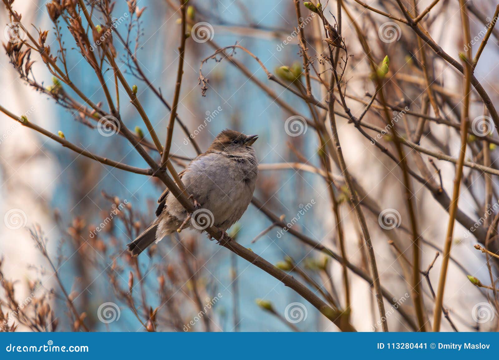 Portrait of a Sparrow in Spring Stock Image - Image of wildlife, bird ...
