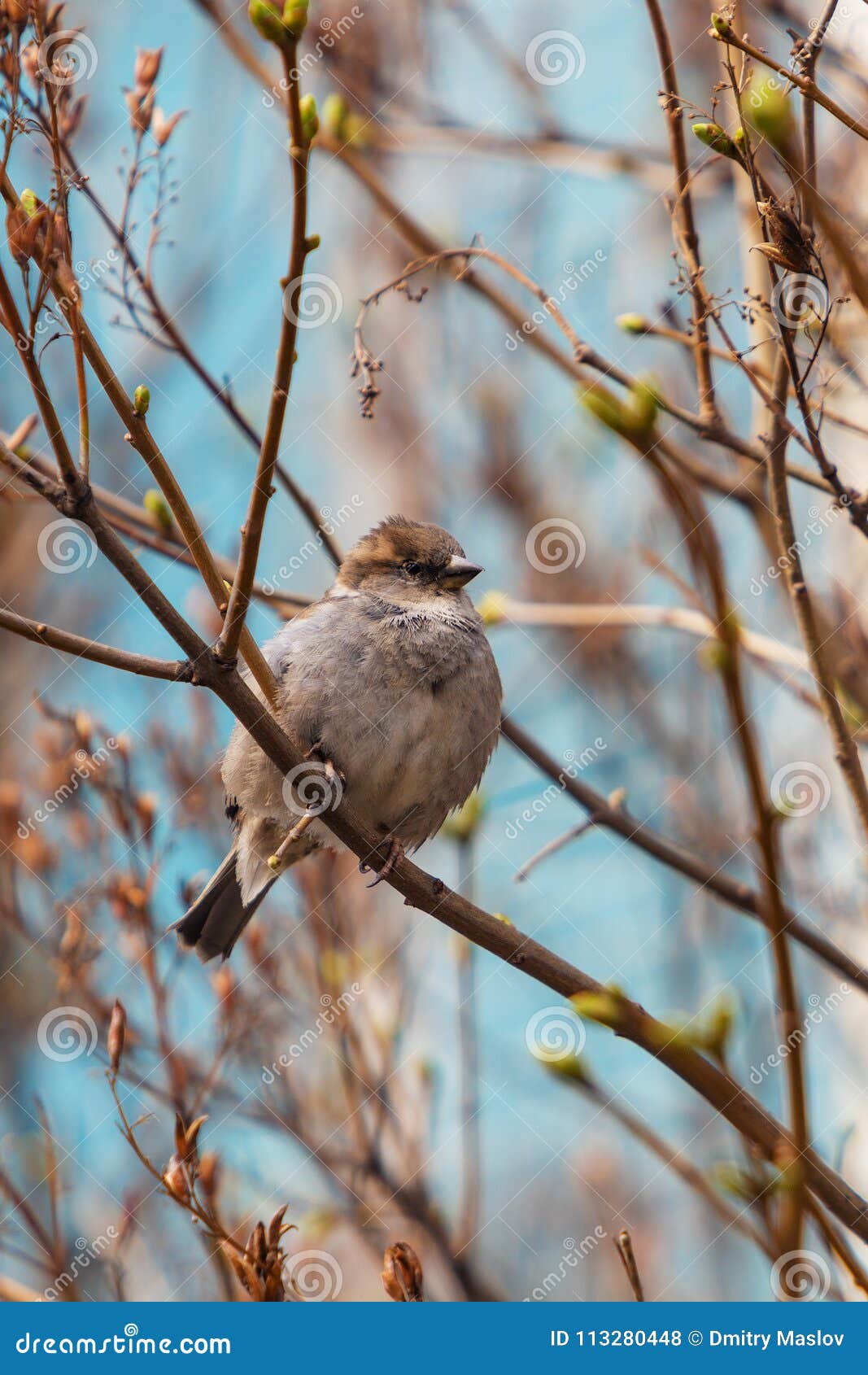 Sparrow on a Branch in Spring Stock Photo - Image of sparrow, male ...