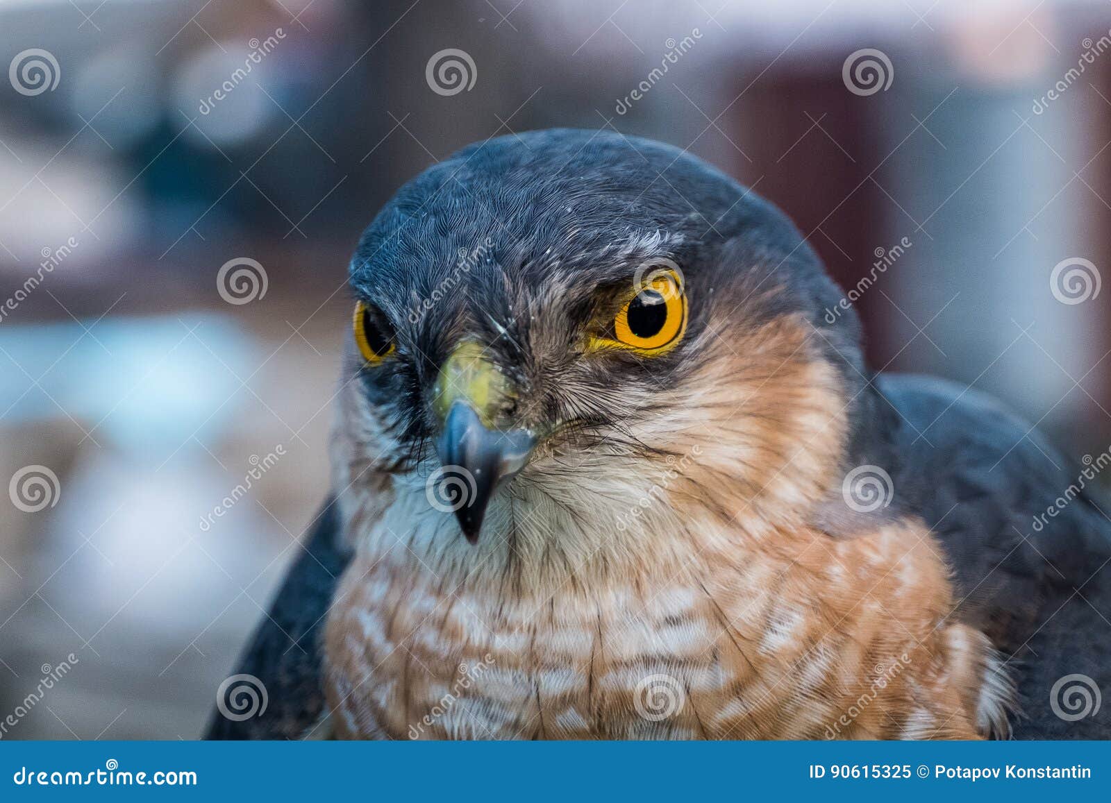 Portrait of sparrow hawk stock image. Image of flight - 90615325