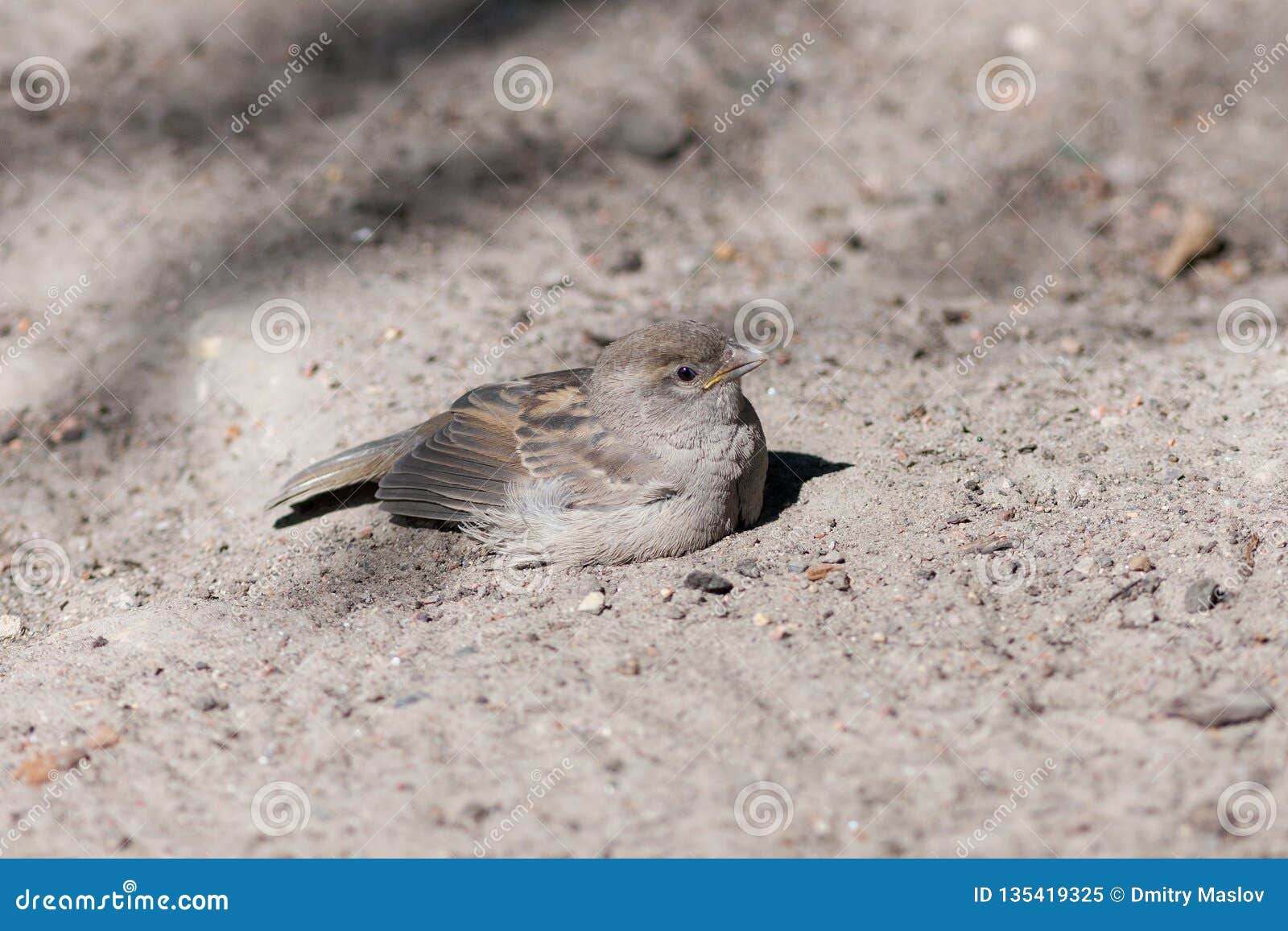 Sparrow on the ground stock image. Image of sunlight - 135419325