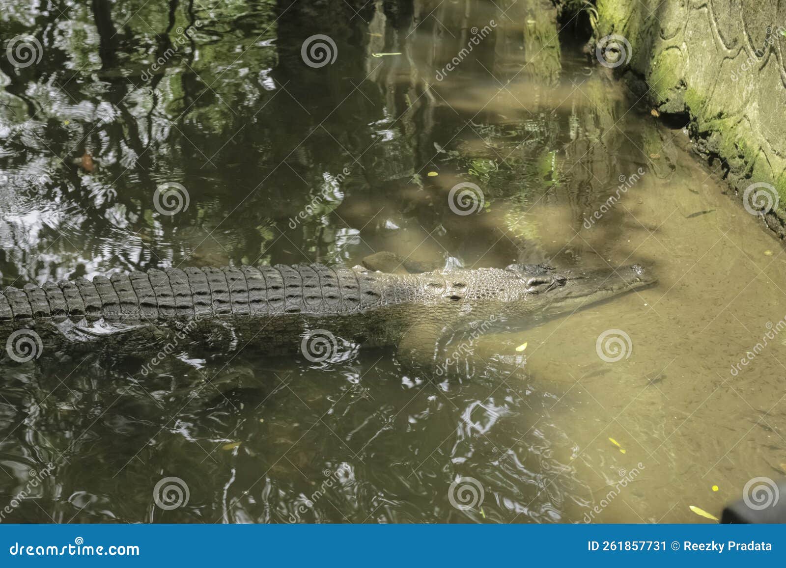 A Portrait of Spectacled Caiman Caiman Crocodilus, Also Known As the ...
