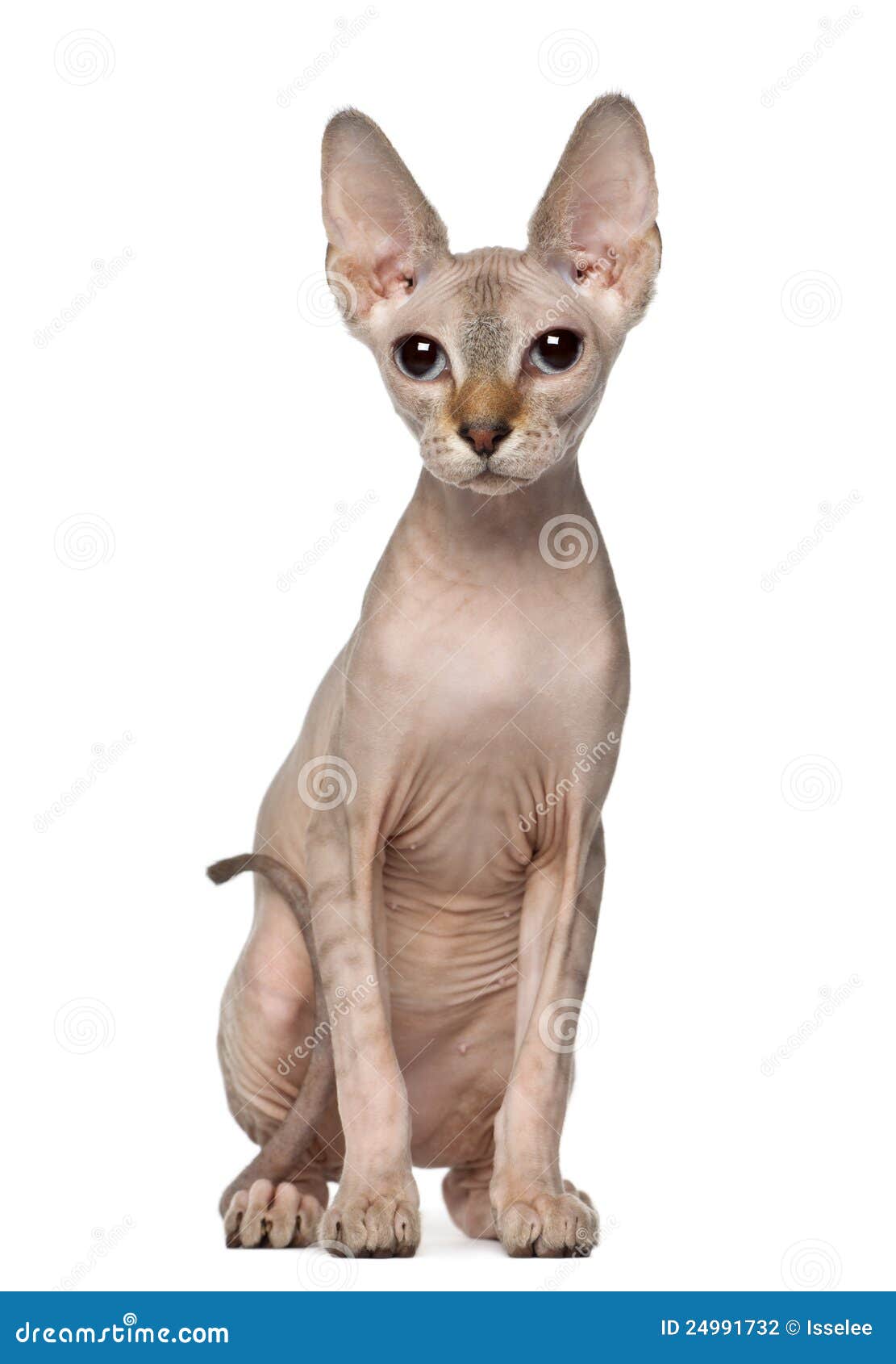 Portrait of Sphynx Cat, 6 Months Old Stock Photo - Image of skin ...
