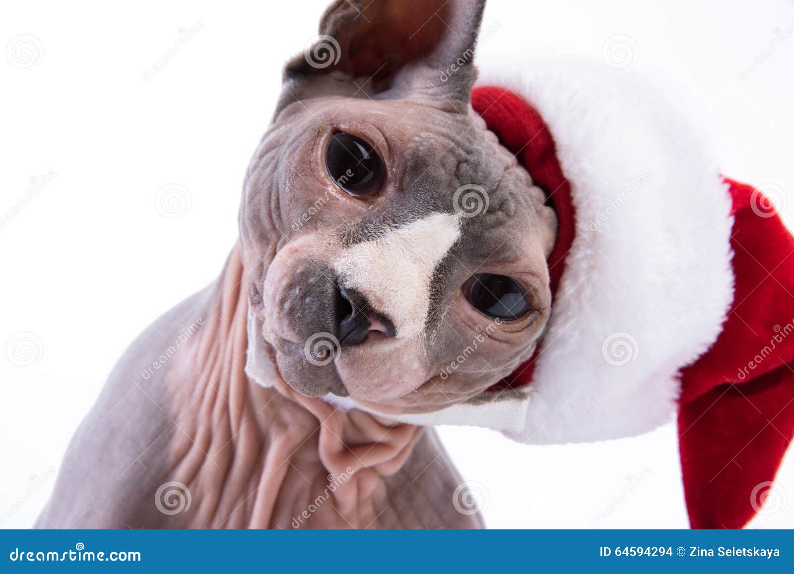 Portrait of Sphynx Cat in Holiday Hat Stock Photo - Image of dressed ...