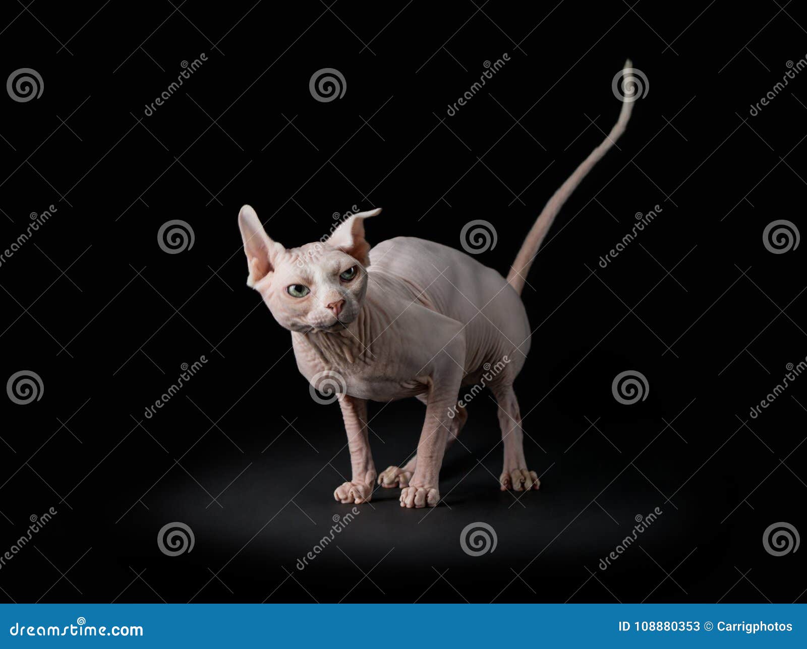Sphynx Cat Posing Front of Camera. Stock Image - Image of mammal ...