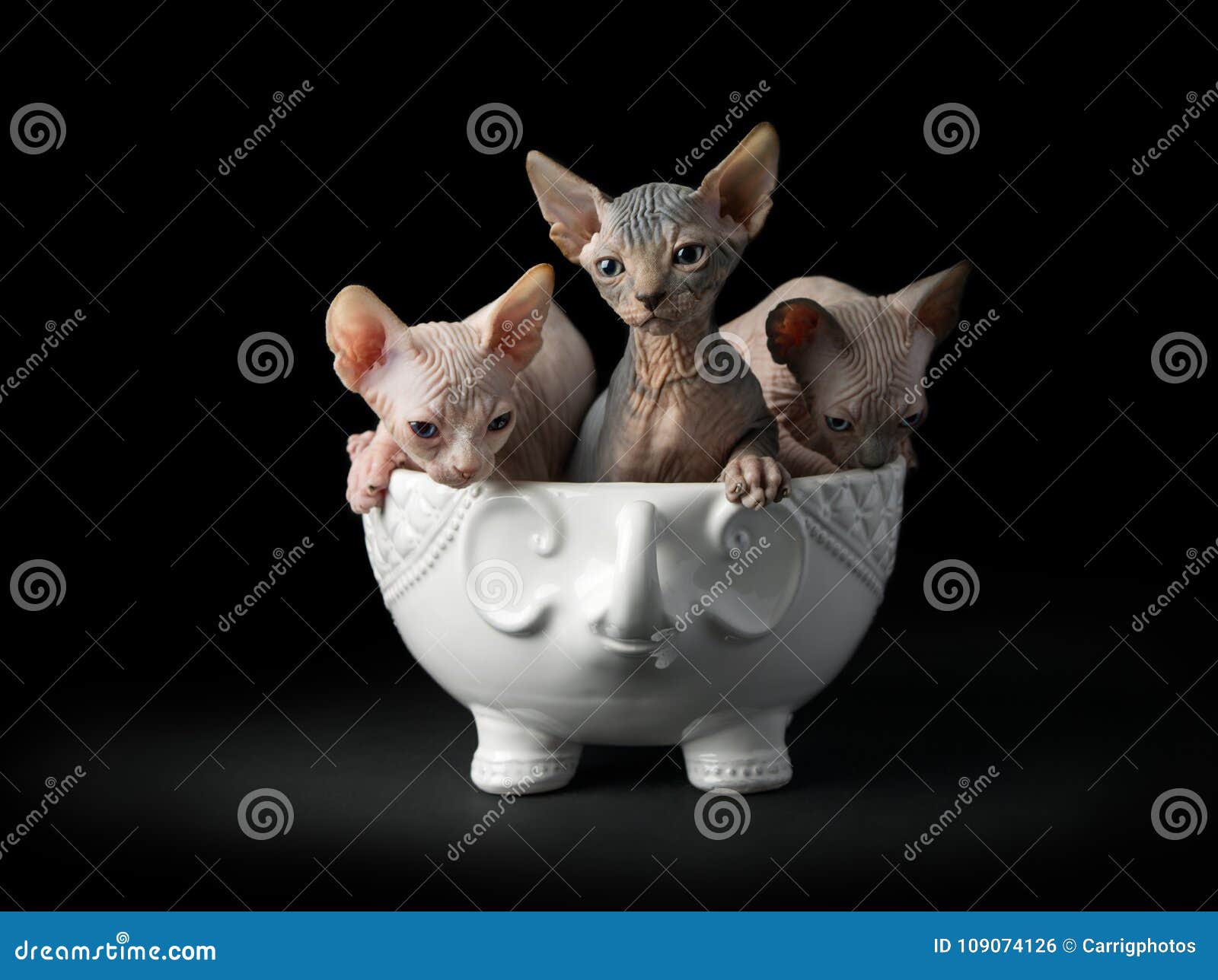 Sphynx Cat Posing Front of Camera. Stock Photo - Image of kittens ...