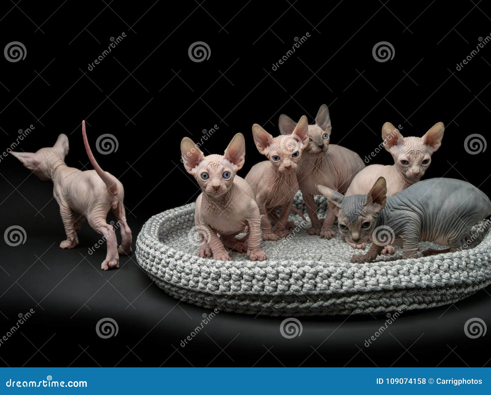 Sphynx Cat Posing Front of Camera. Stock Photo - Image of mammal ...